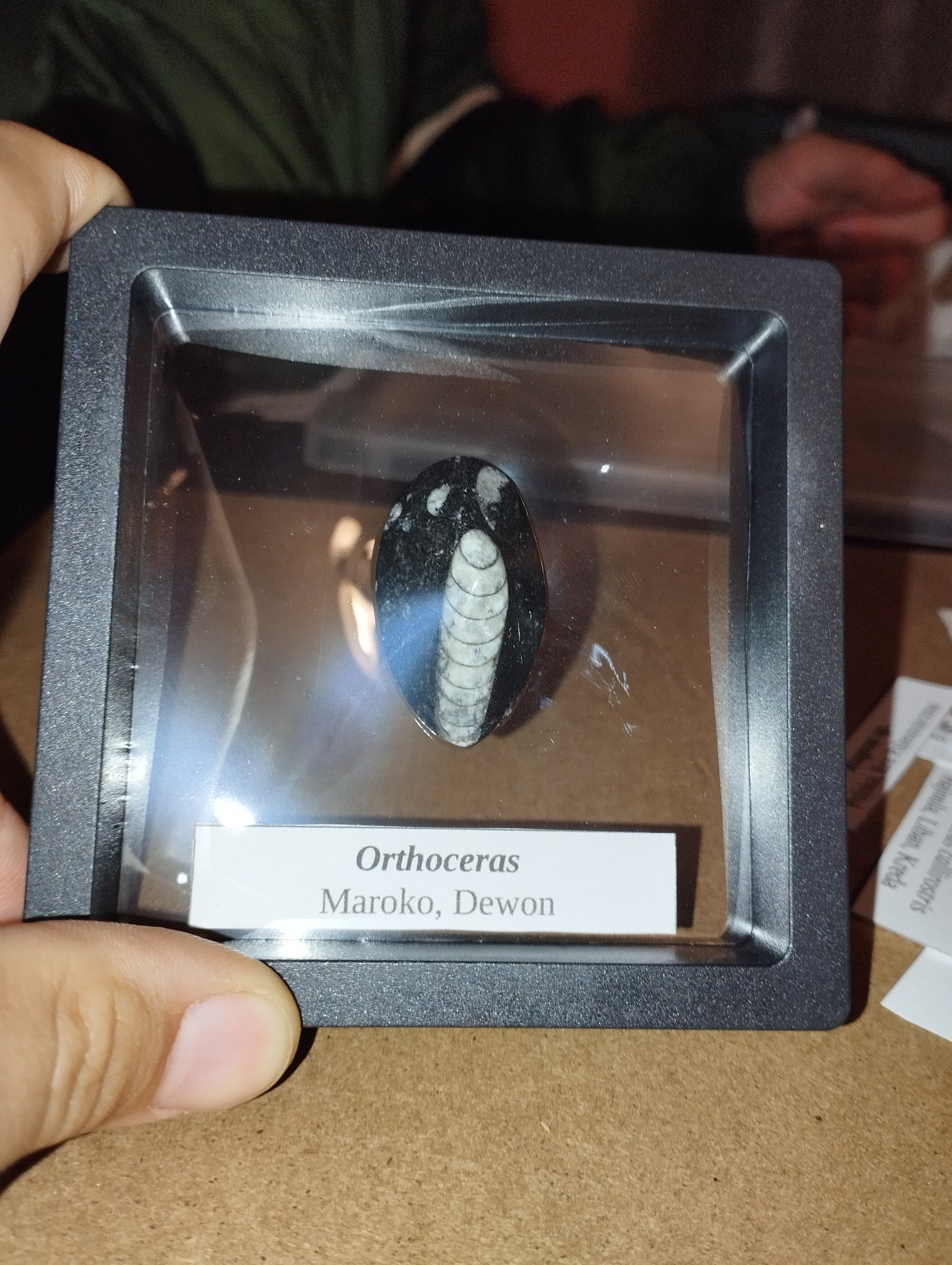 Show me your floating frame displays - General Fossil Discussion - The ...