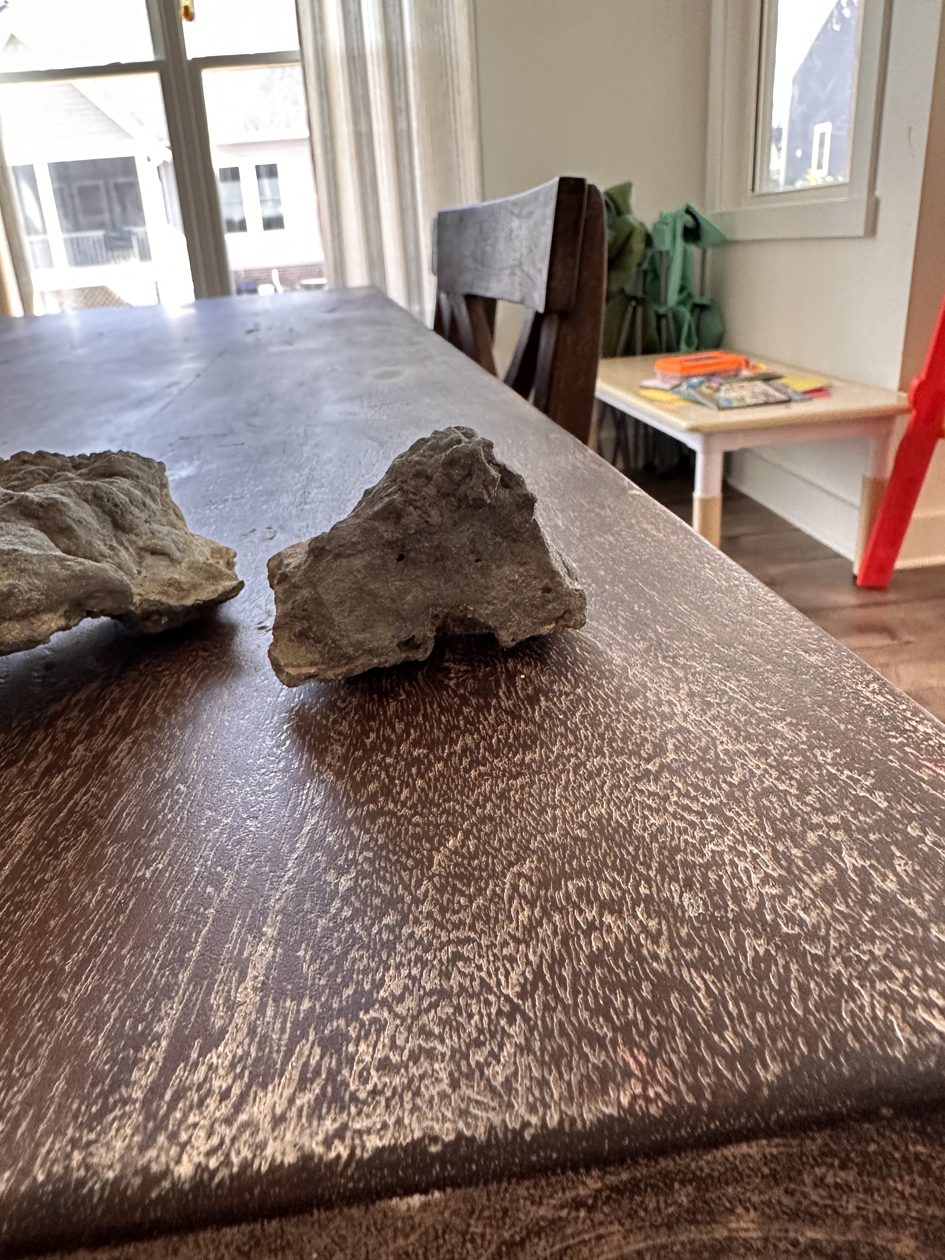 Virginia Fossil Id help - Fossil ID - The Fossil Forum