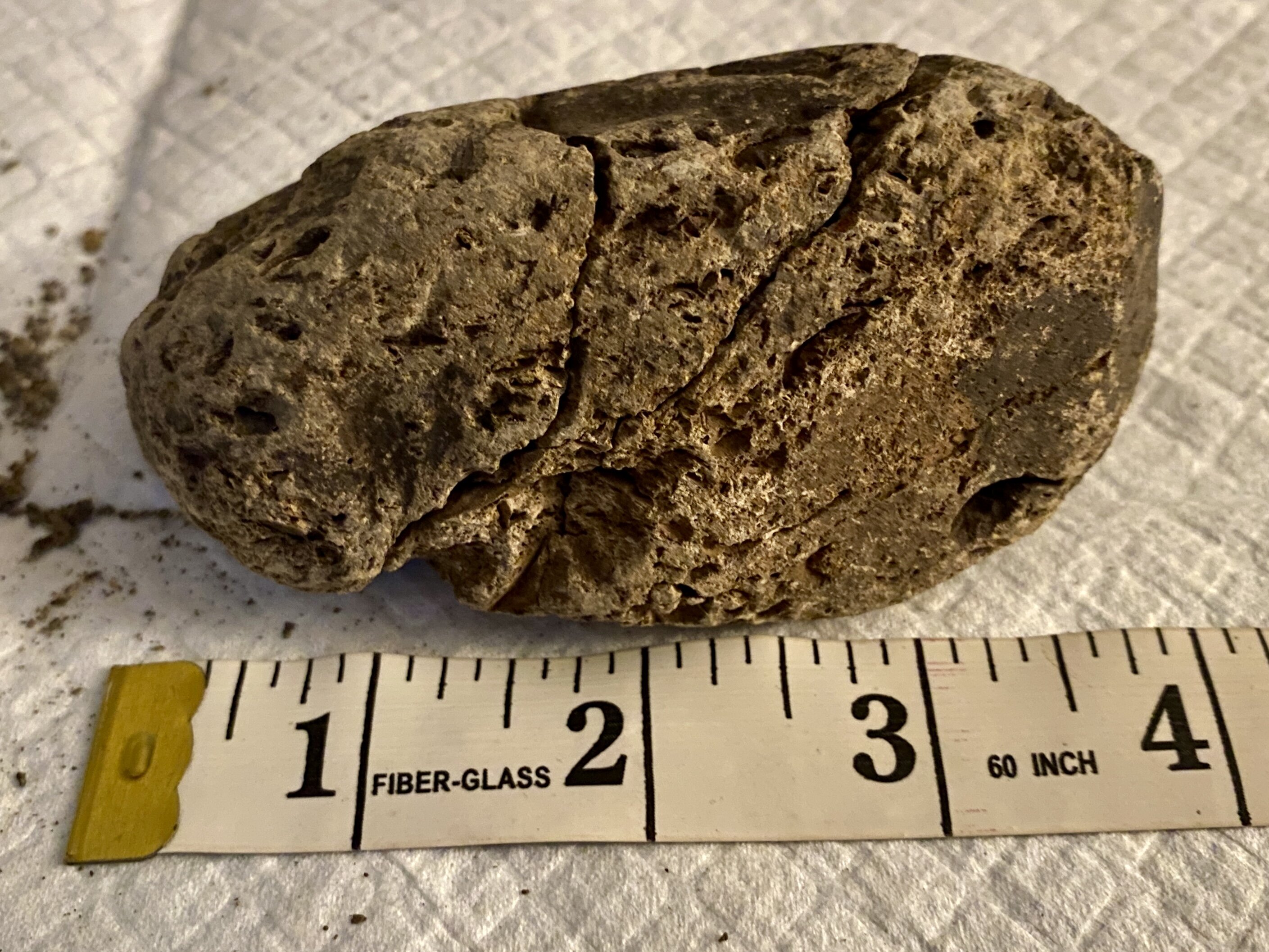 ID Request - Fossil ID - The Fossil Forum