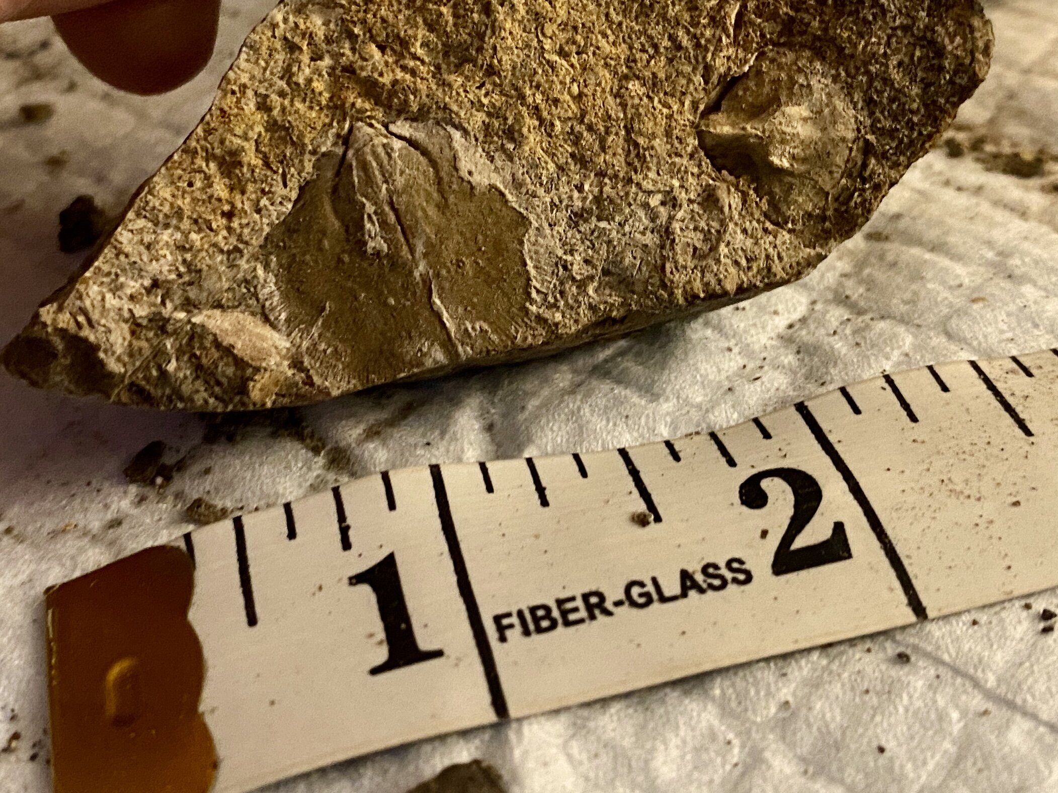 ID Request - Fossil ID - The Fossil Forum