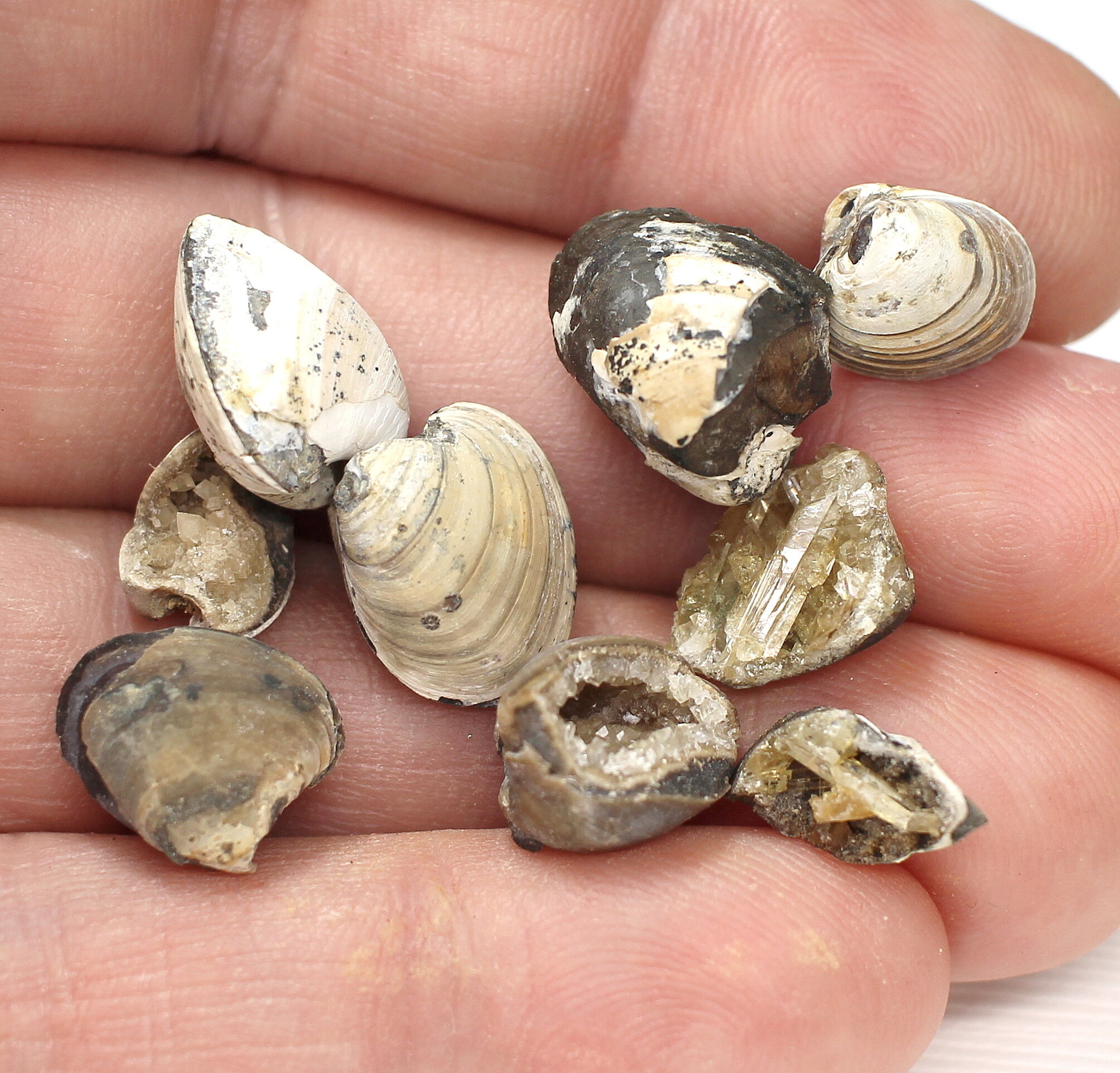 Small Fluorescent Clam Fossils - Fossil ID - The Fossil Forum