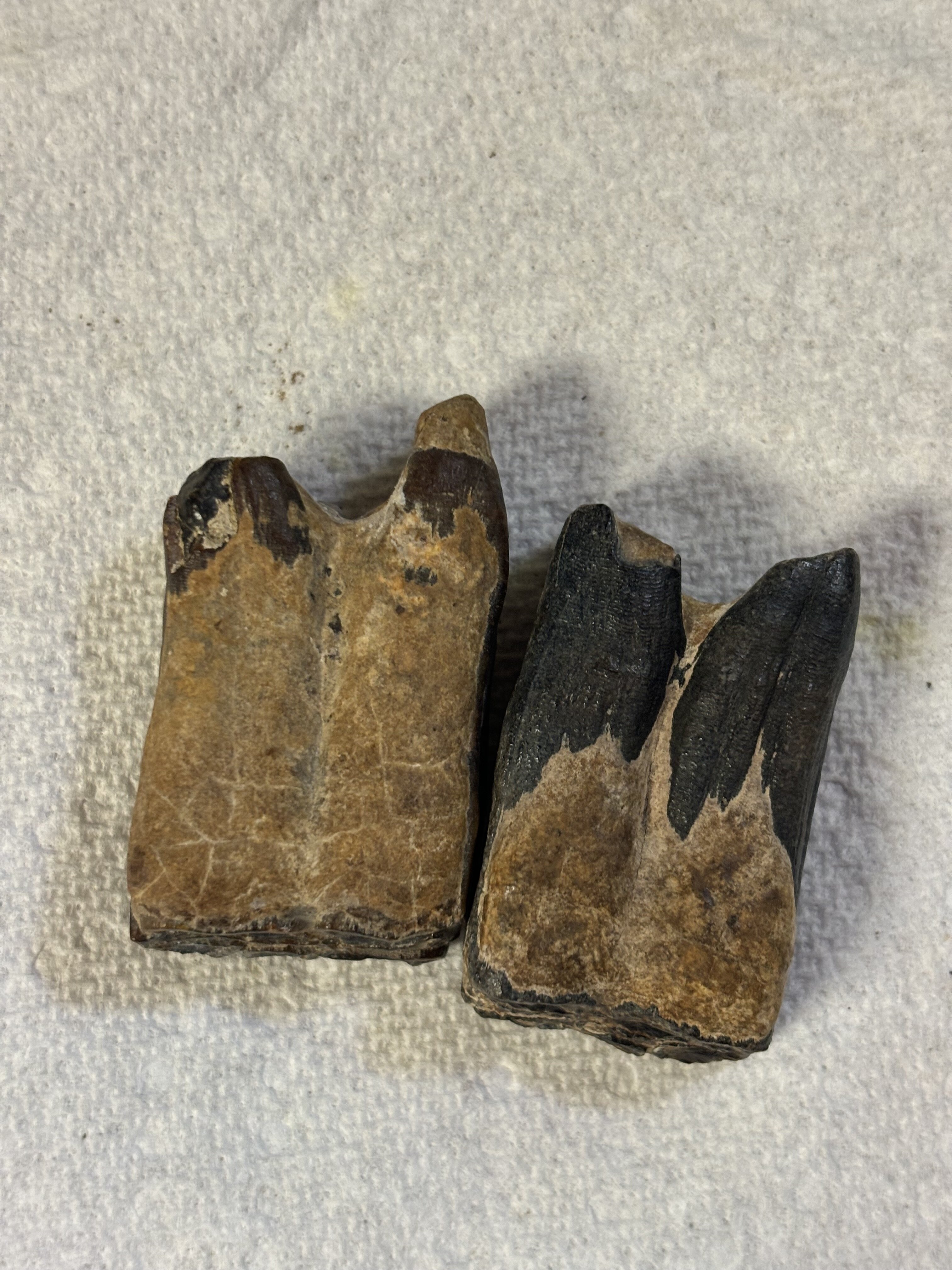 Help identifying these teeth. - Fossil ID - The Fossil Forum