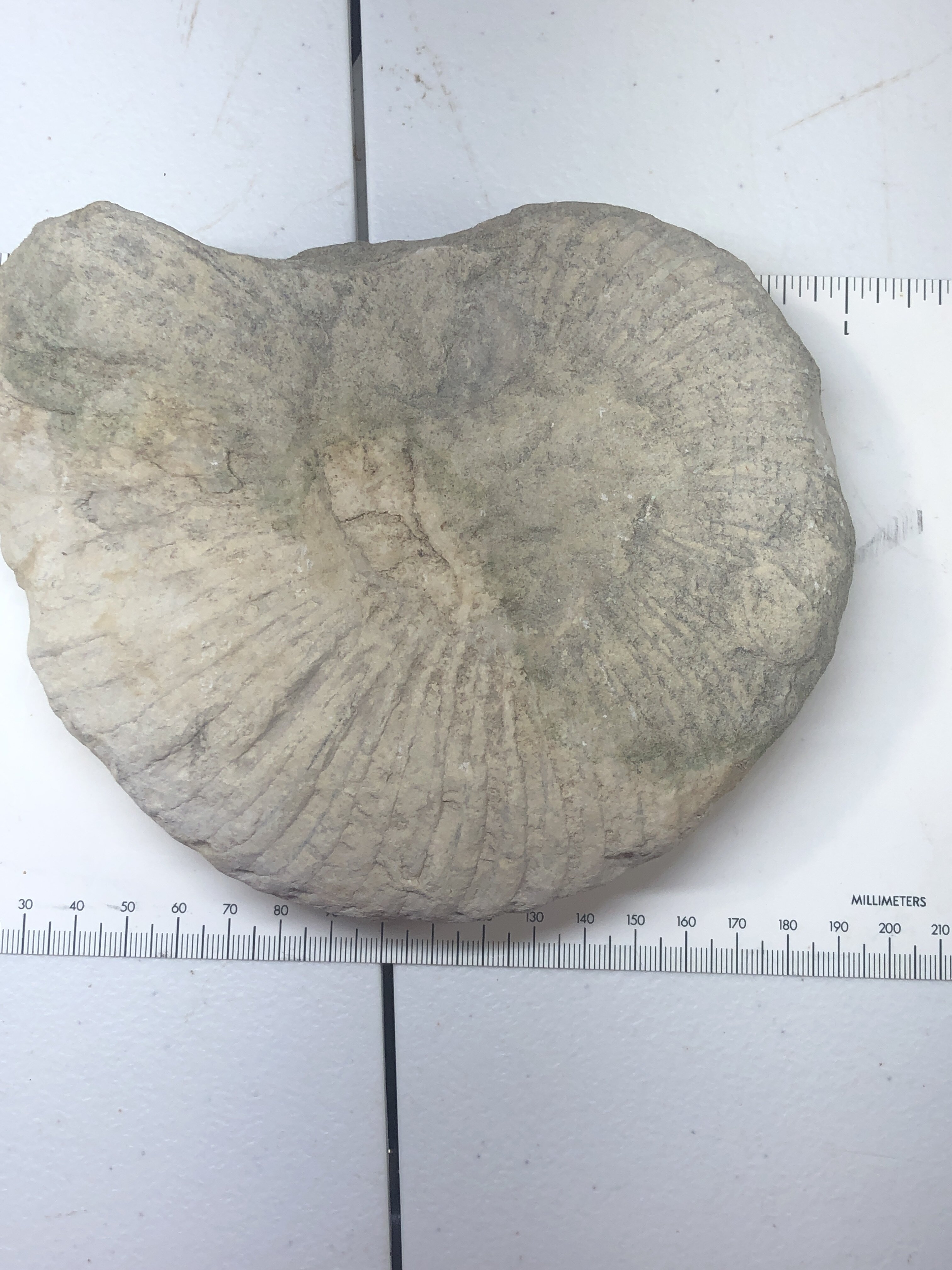 Kiamichi Oxytropidoceras Ammonites - Fossil ID - The Fossil Forum