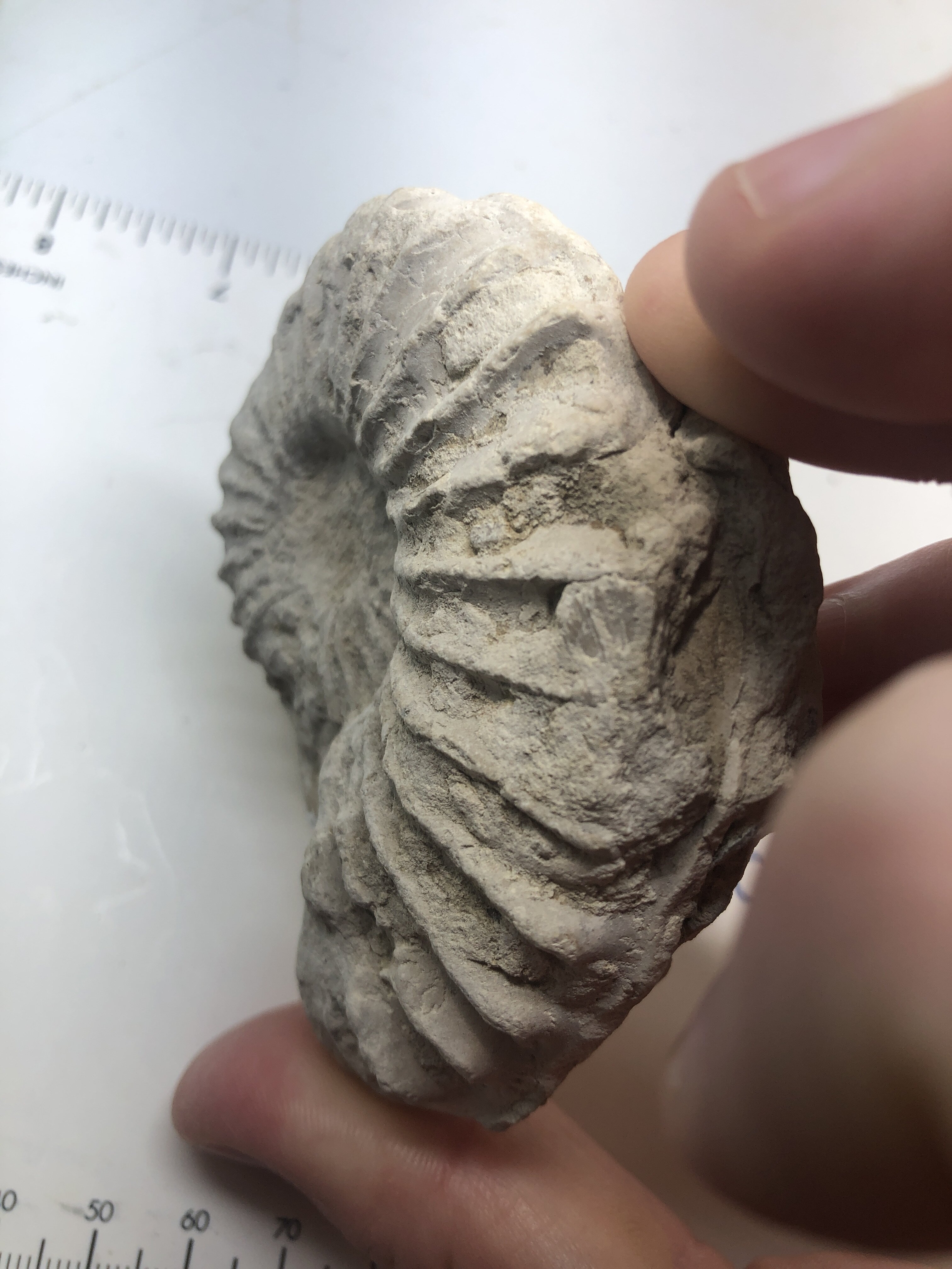 Kiamichi Oxytropidoceras Ammonites - Fossil ID - The Fossil Forum