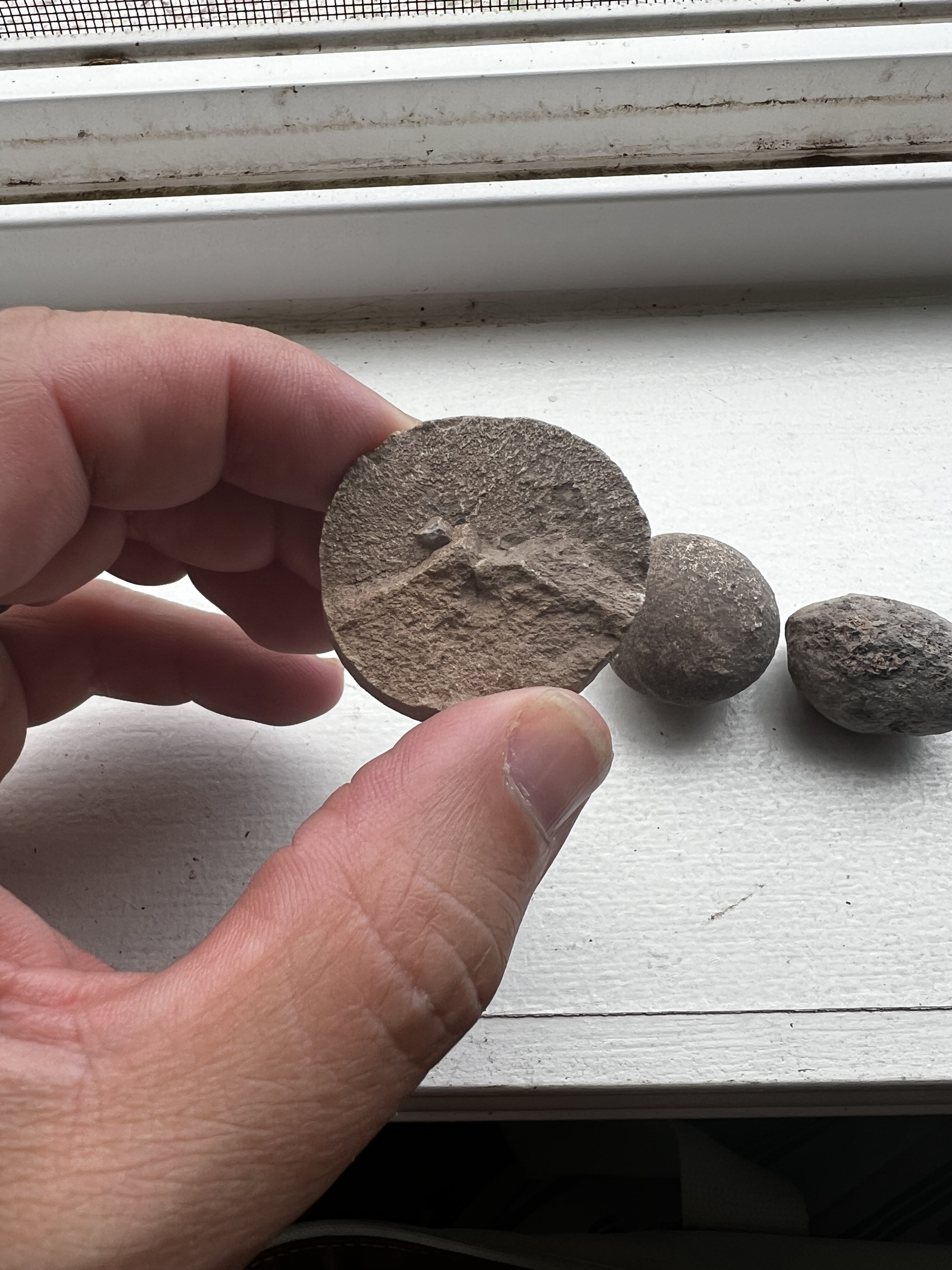 New Mexico fossils? - Fossil ID - The Fossil Forum