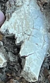 what size and type of “needle” to apply butvar/paraloid into small bone ...