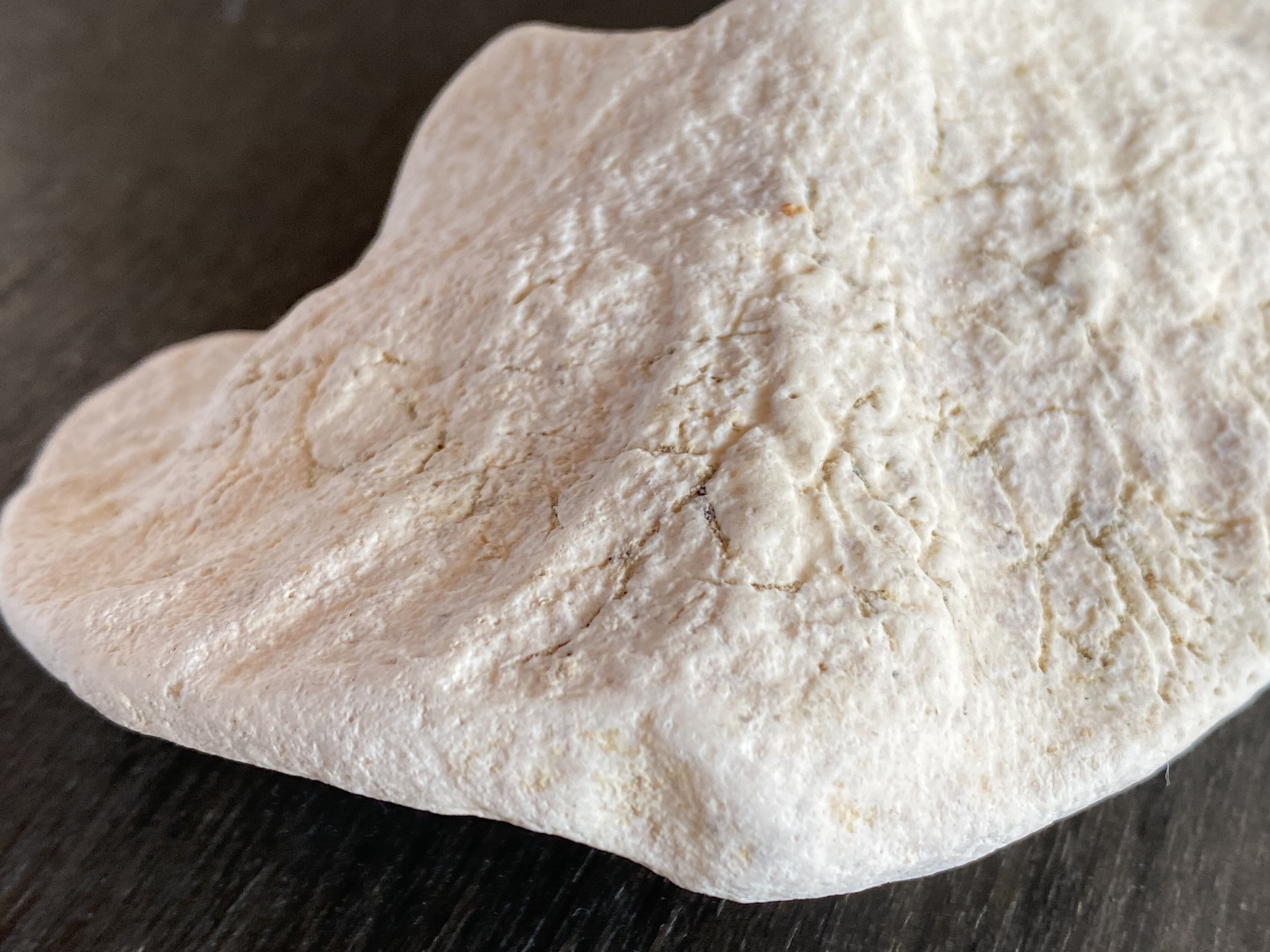 Sea turtle flipper? - Fossil ID - The Fossil Forum
