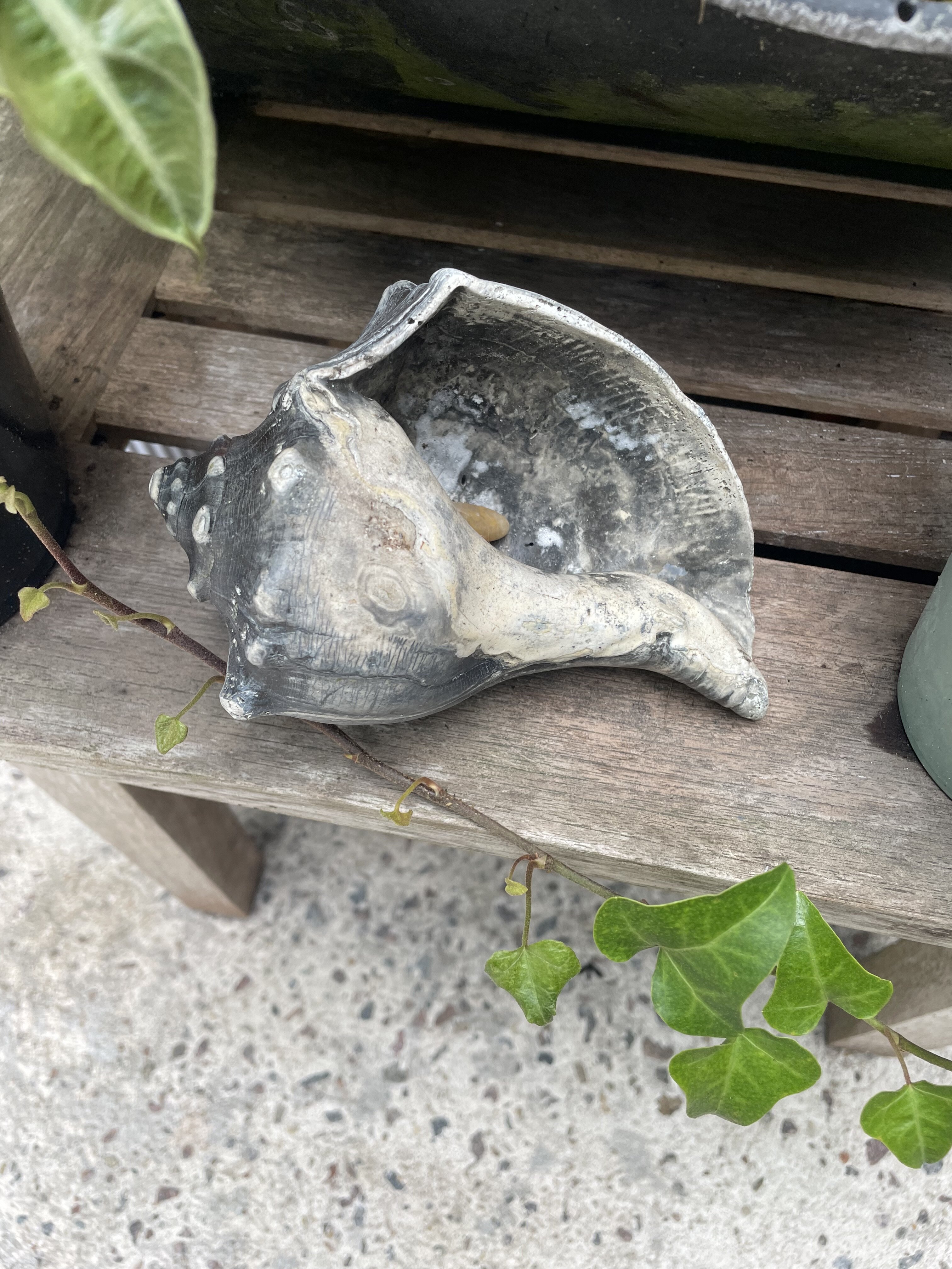 Construction site find - Fossil ID - The Fossil Forum