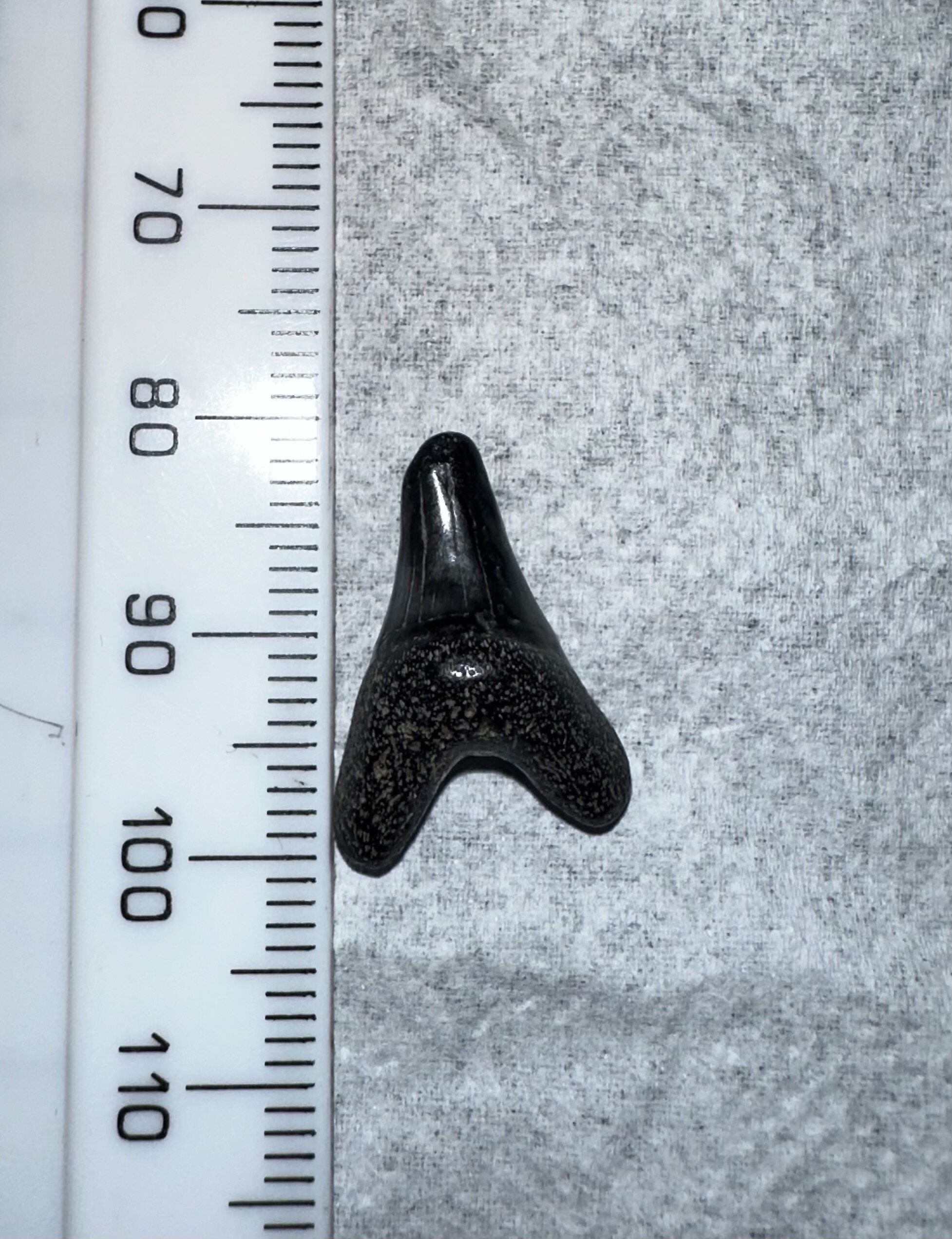 Fossilised tooth identification - Fossil ID - The Fossil Forum