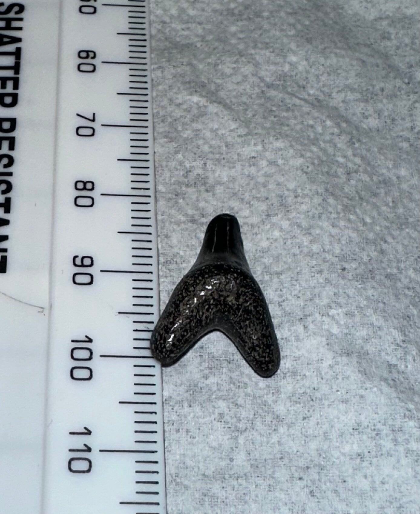 Fossilised tooth identification - Fossil ID - The Fossil Forum