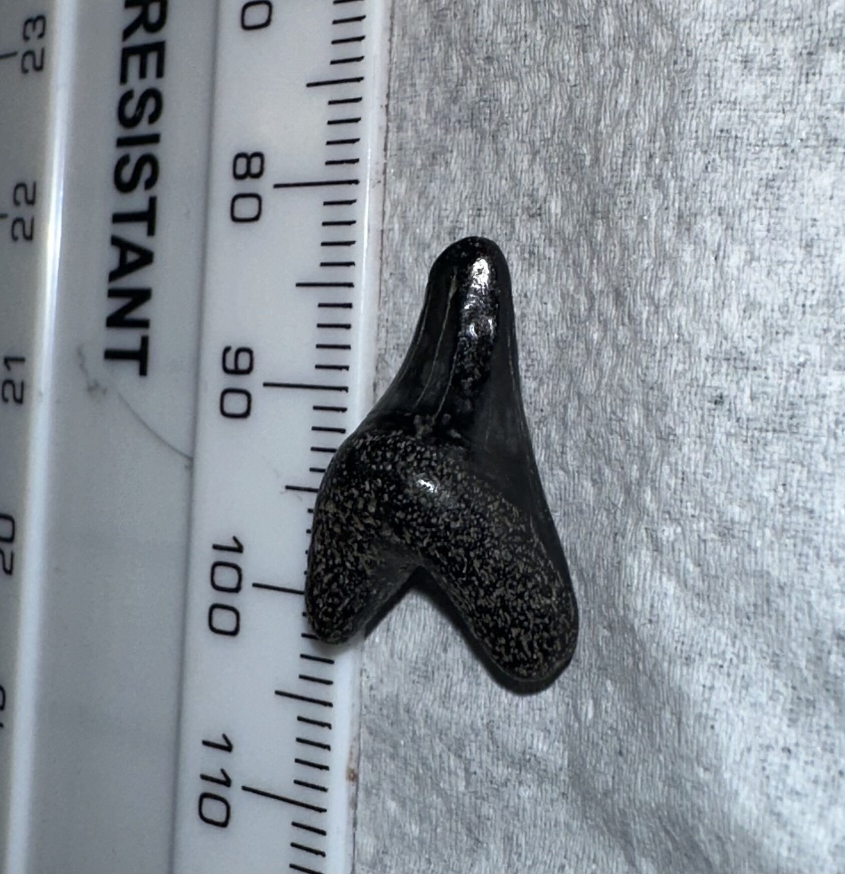 Fossilised tooth identification - Fossil ID - The Fossil Forum