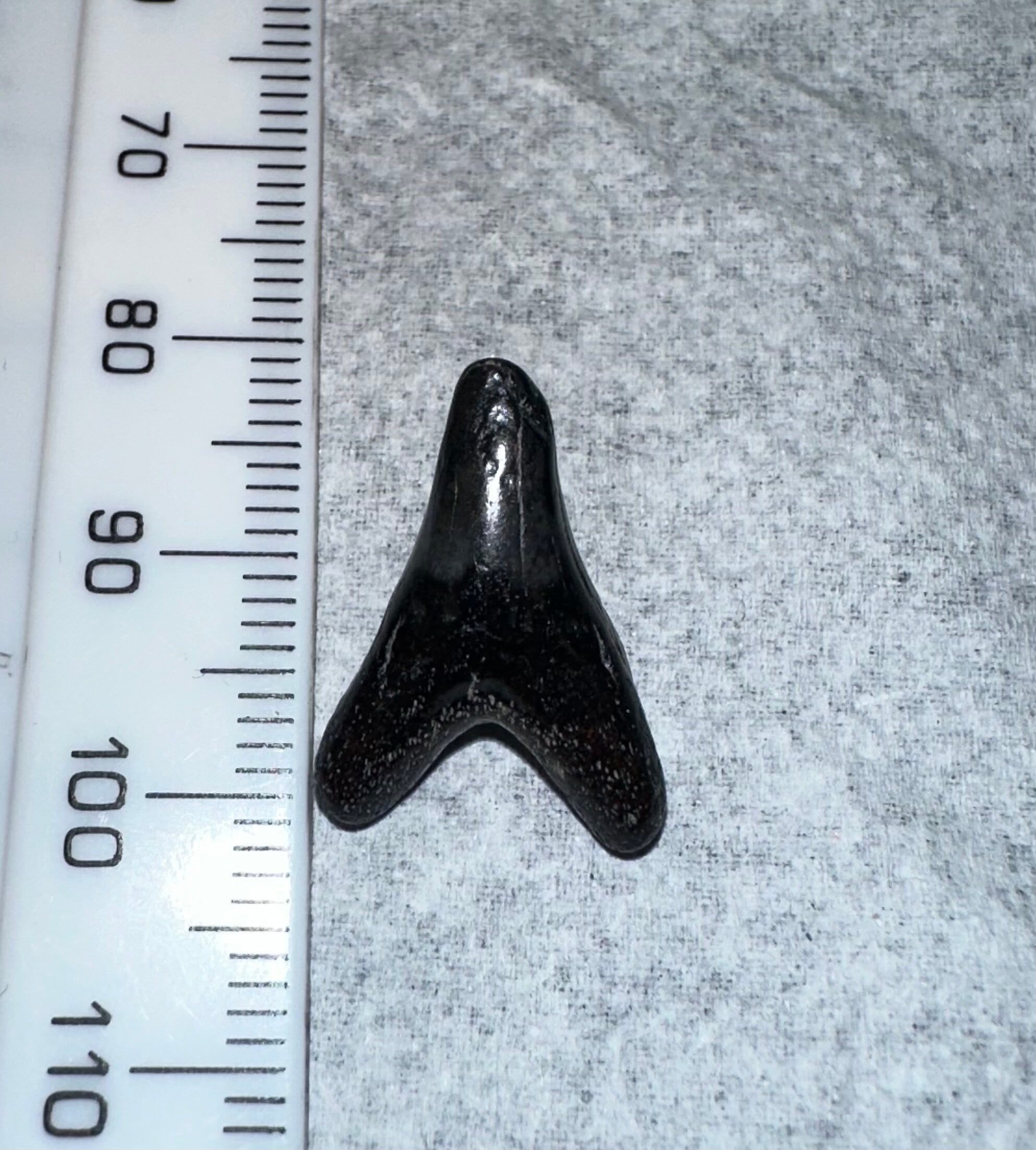 Fossilised tooth identification - Fossil ID - The Fossil Forum