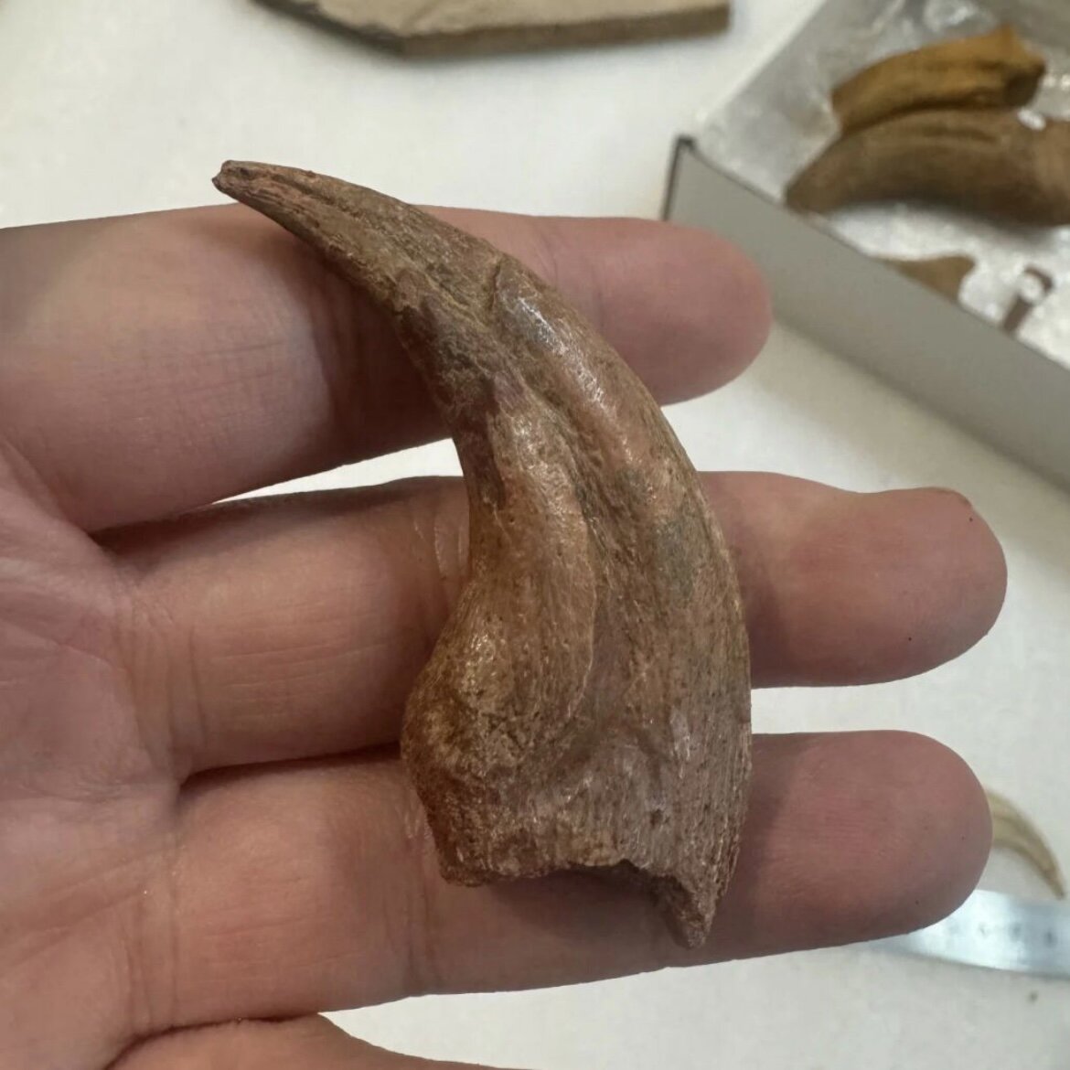 Are These Theropod Claws Authentic? - Is It Real? How to Recognize ...
