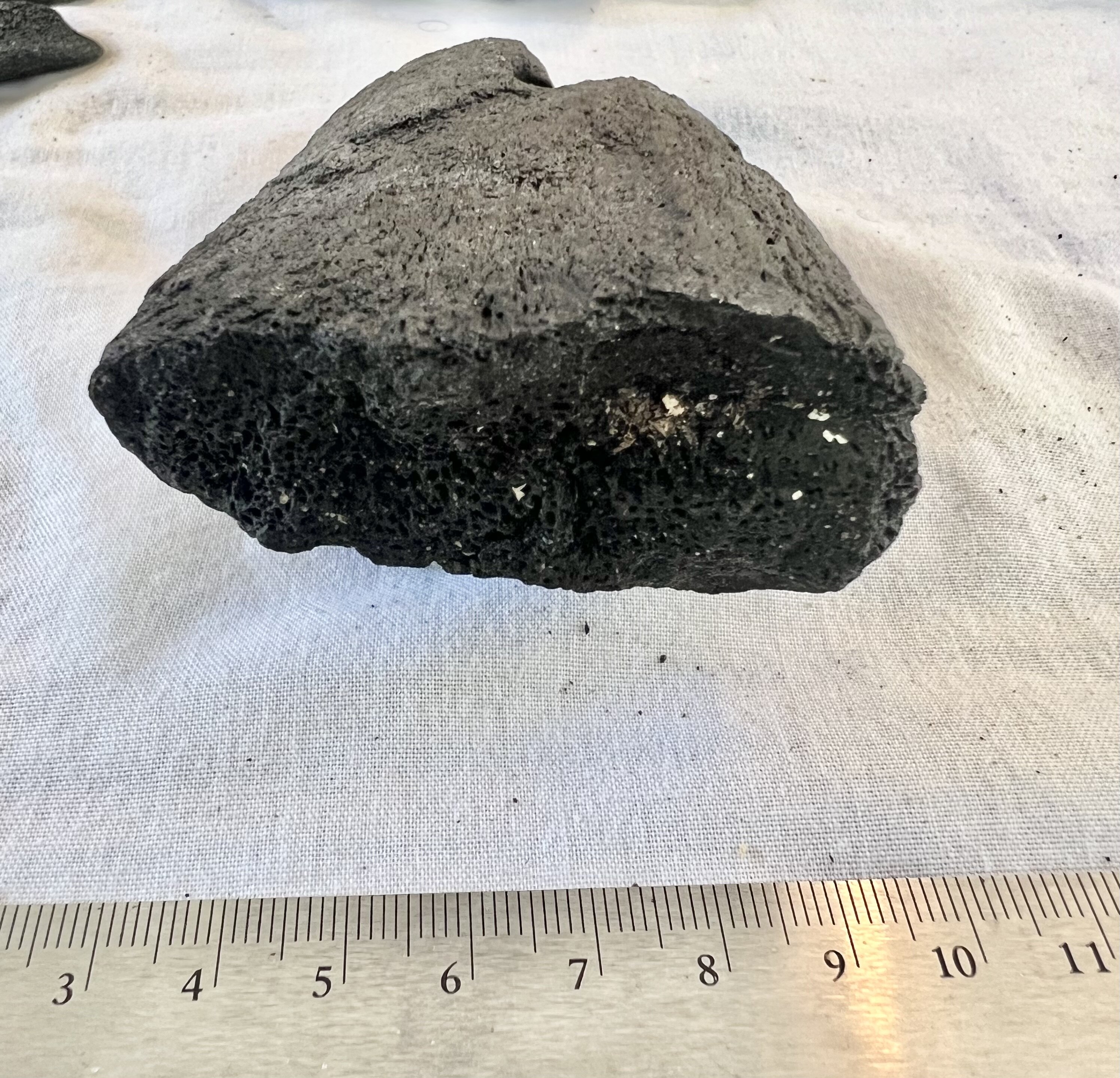 Large fossil possibly whale bone fragment - Fossil ID - The Fossil Forum