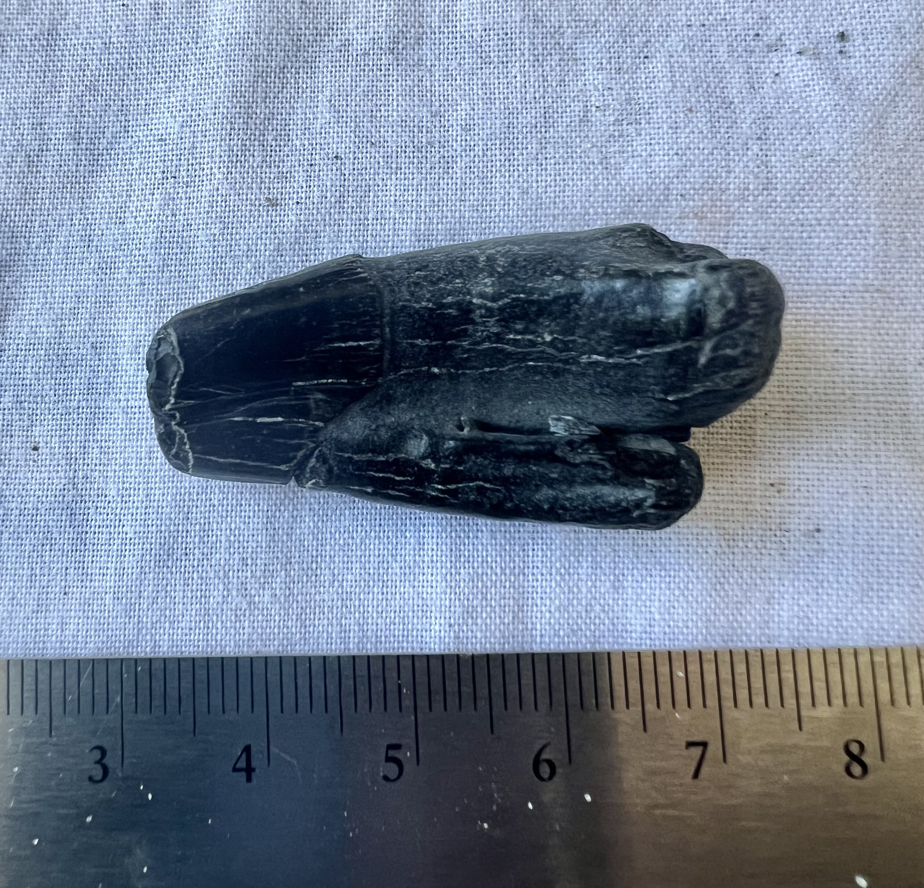 Big dolphin or small whale tooth? - Fossil ID - The Fossil Forum