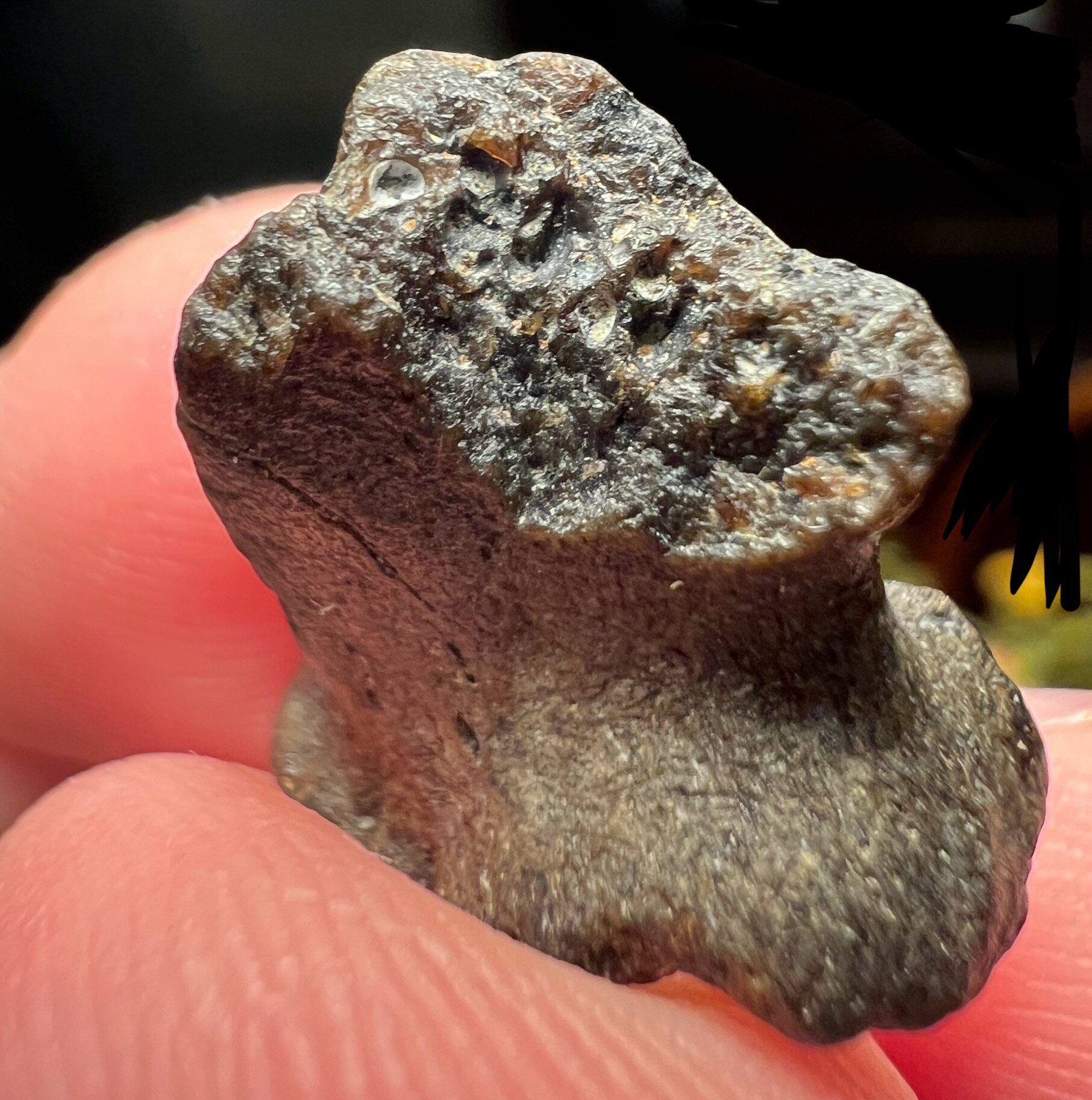 Strange Mammal/Reptile Bone Fragment - Fossil ID - The Fossil Forum