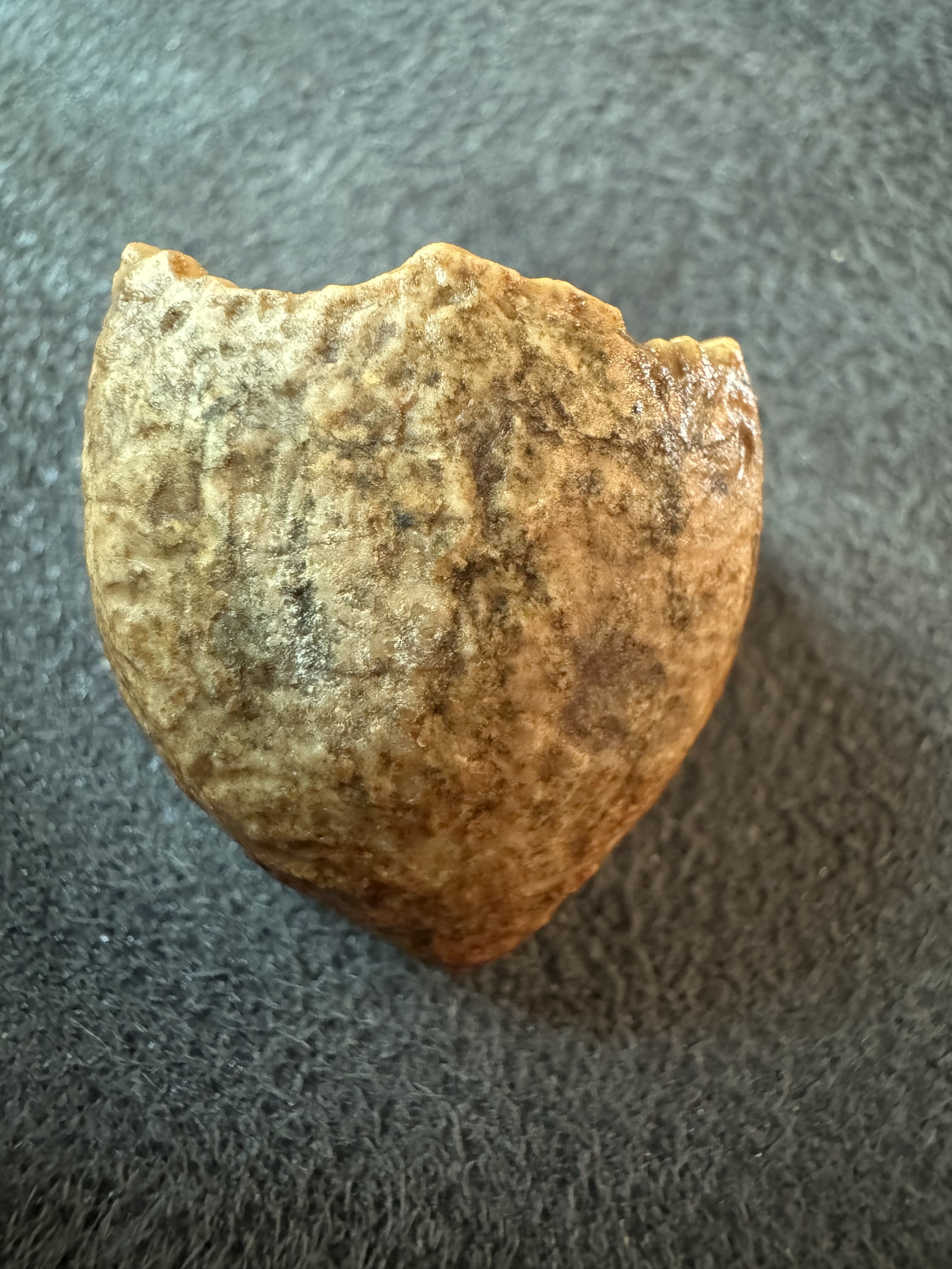 Hickory Nut husk? - Fossil ID - The Fossil Forum