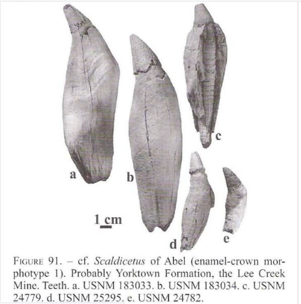 Whale tooth ID help - Fossil ID - The Fossil Forum