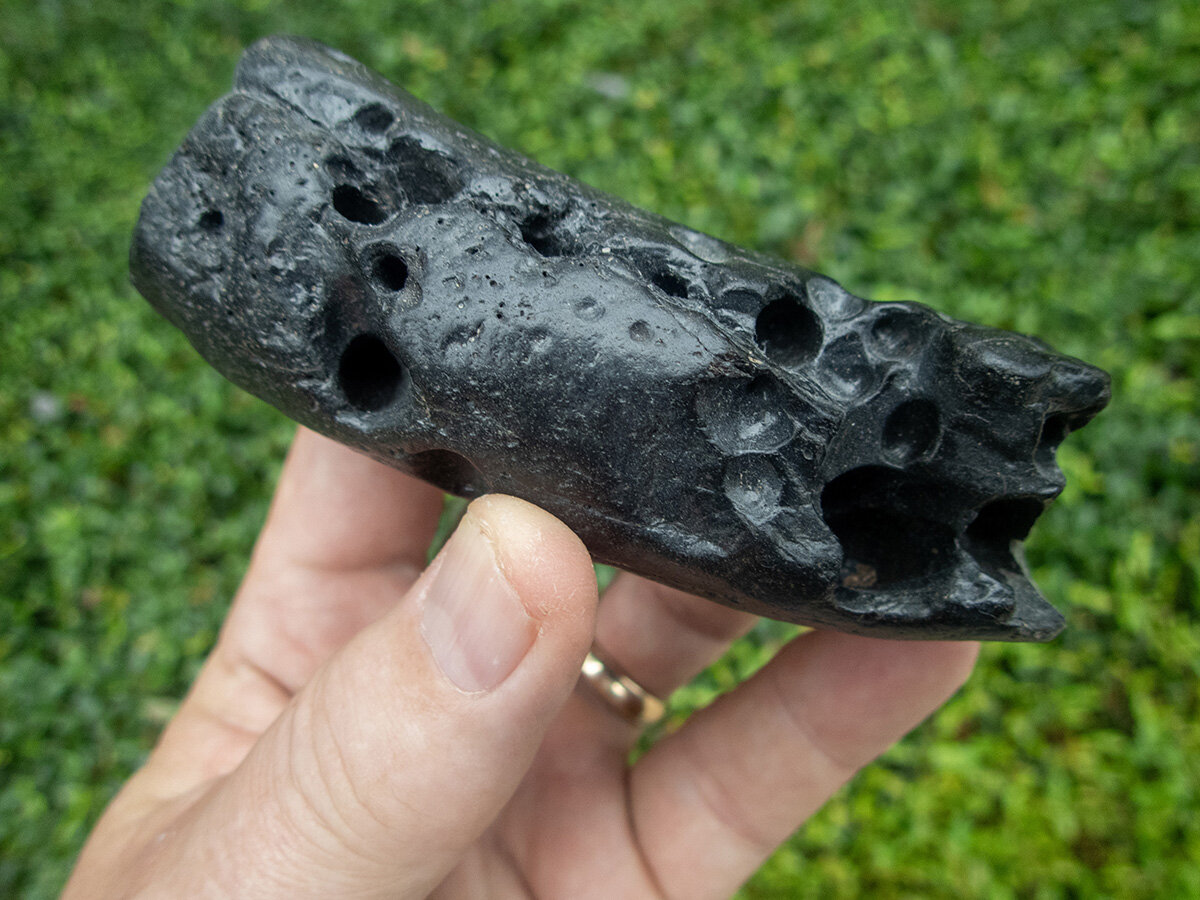 fragile grey rock with holes - Fossil ID - The Fossil Forum
