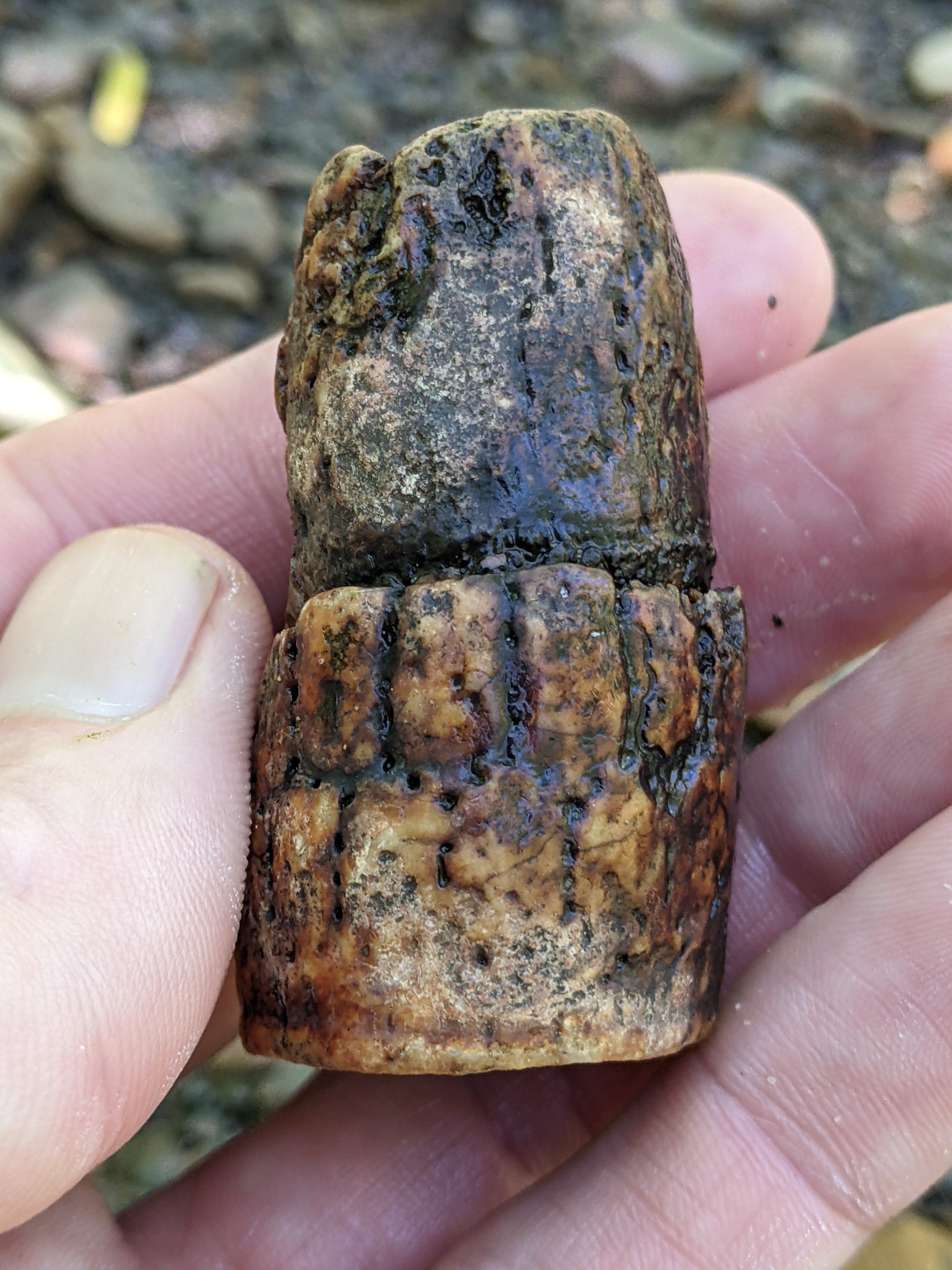 Glyptodon tail Vertebrae segment - Member Collections - The Fossil Forum