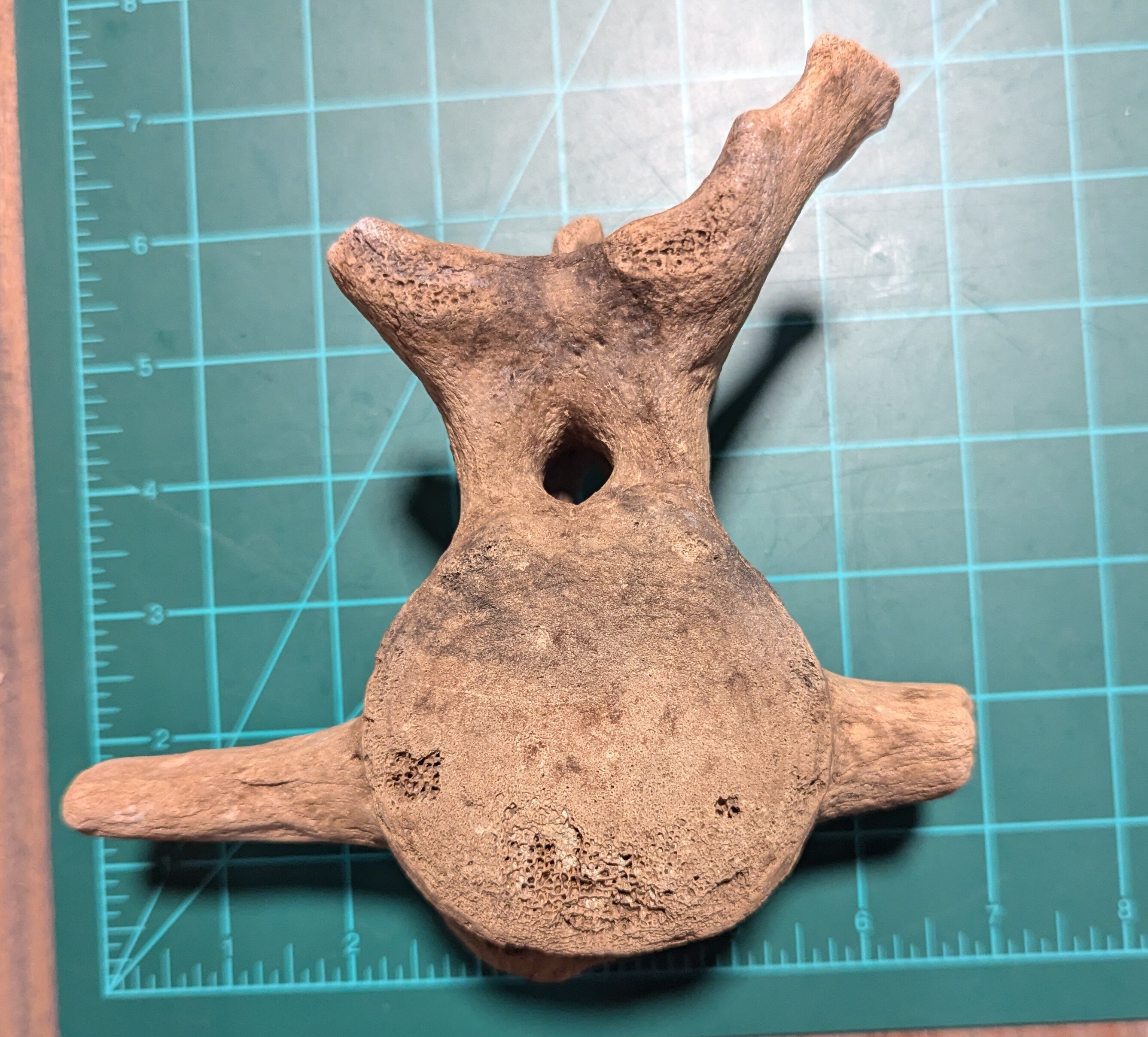 Glyptodon tail Vertebrae segment - Member Collections - The Fossil Forum