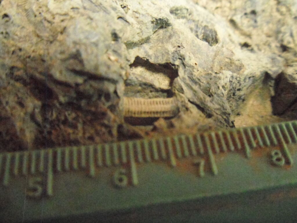 Square Lattice structure in sedimentary rock - Fossil ID - The Fossil Forum