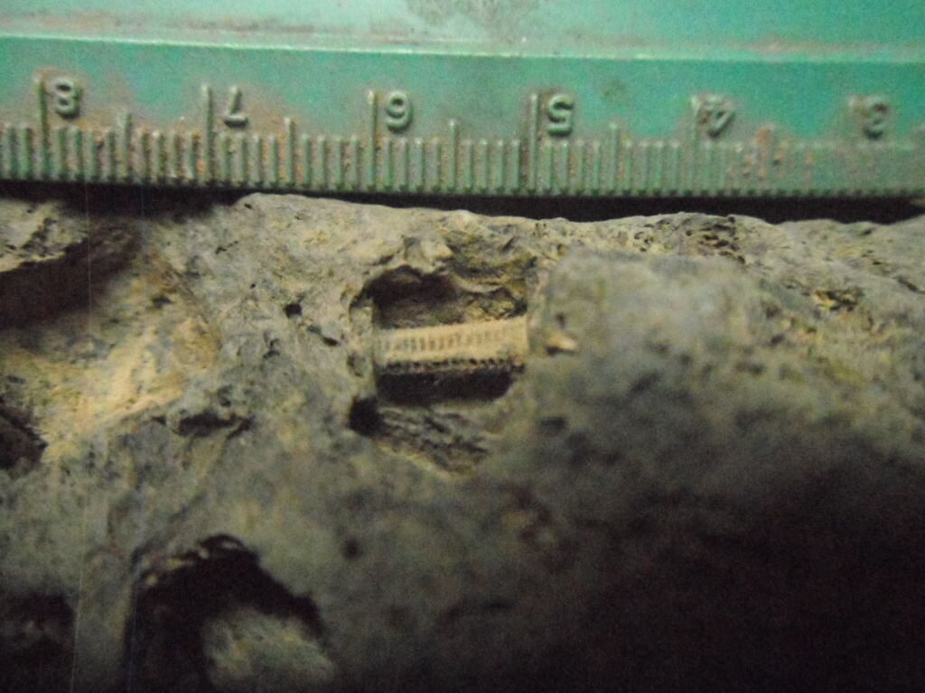 Square Lattice structure in sedimentary rock - Fossil ID - The Fossil Forum