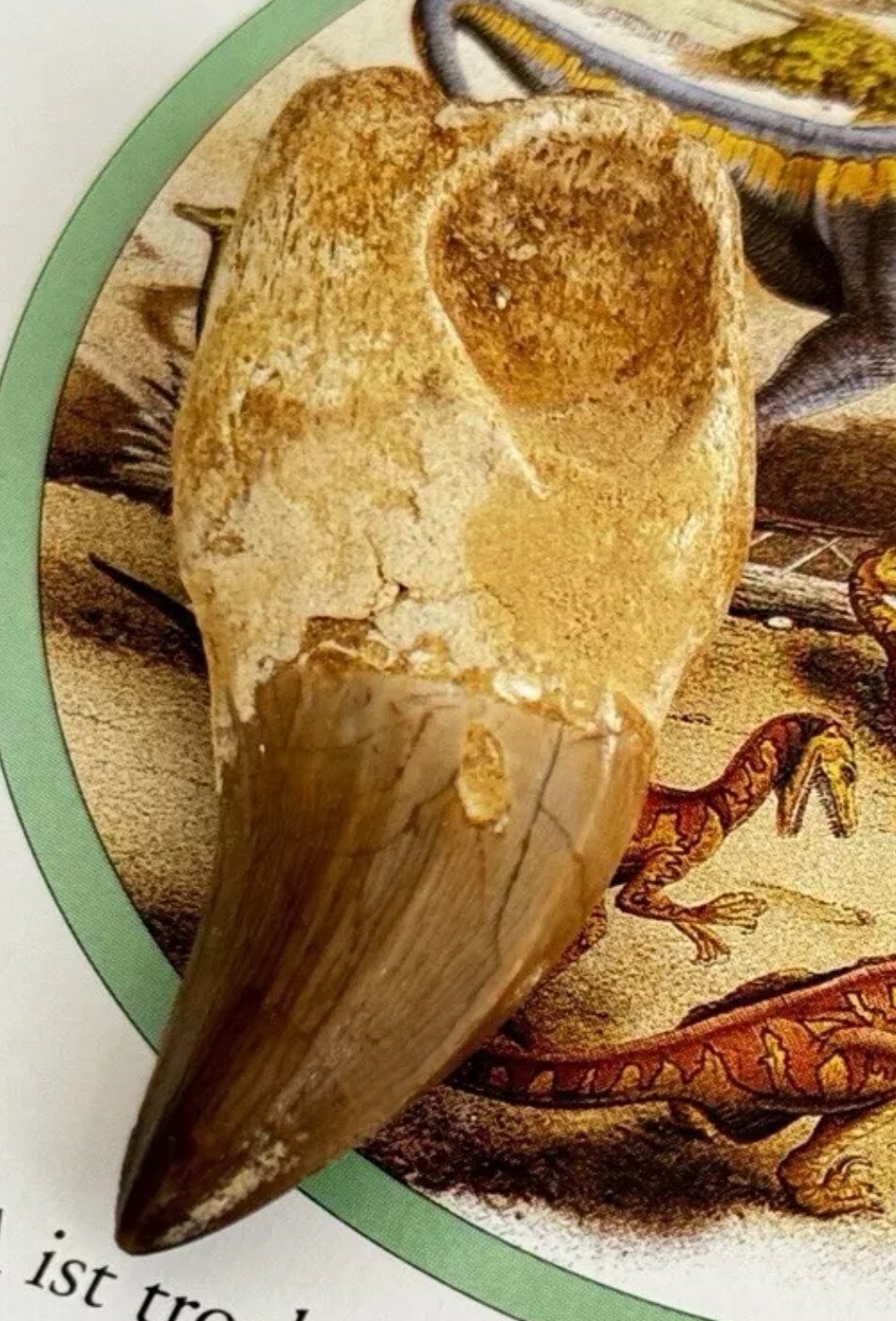 Weird looking mosasaur tooth - Fossil ID - The Fossil Forum