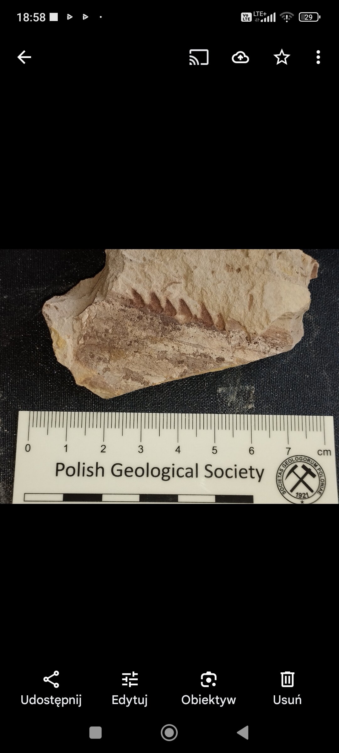 Heptranchias? - Fossil ID - The Fossil Forum
