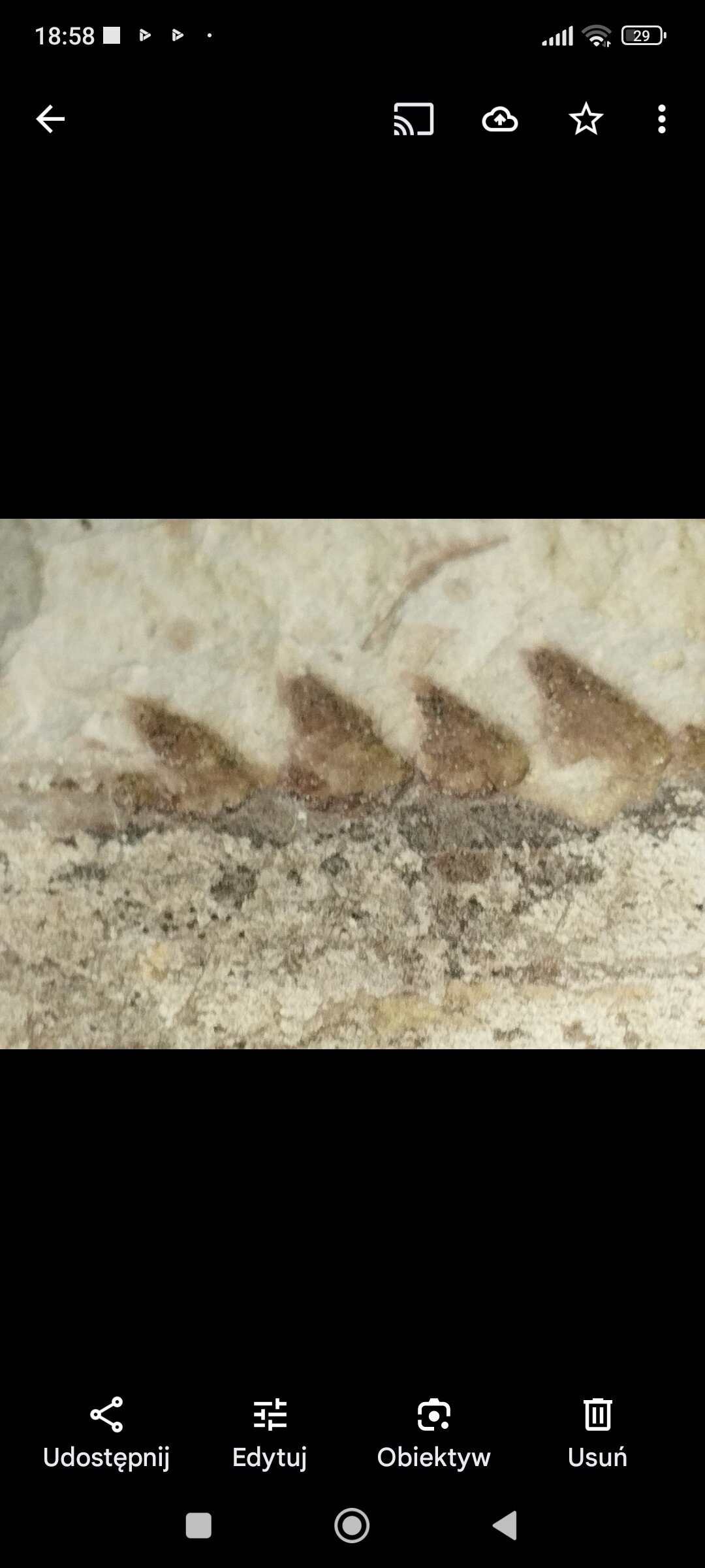 Heptranchias? - Fossil ID - The Fossil Forum