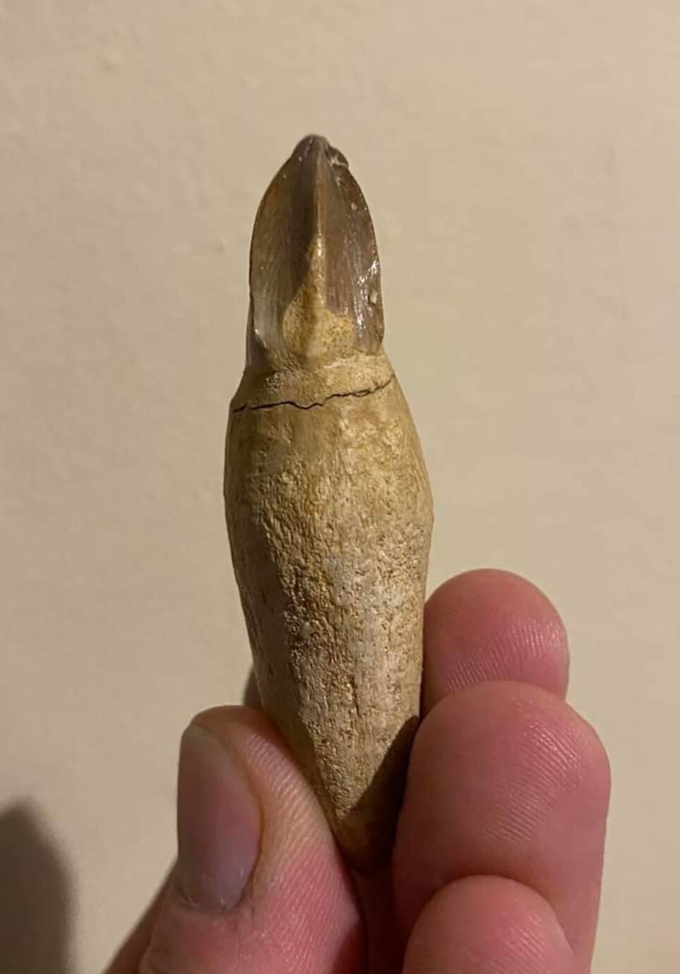 Rooted Stelladens tooth ? - Fossil ID - The Fossil Forum