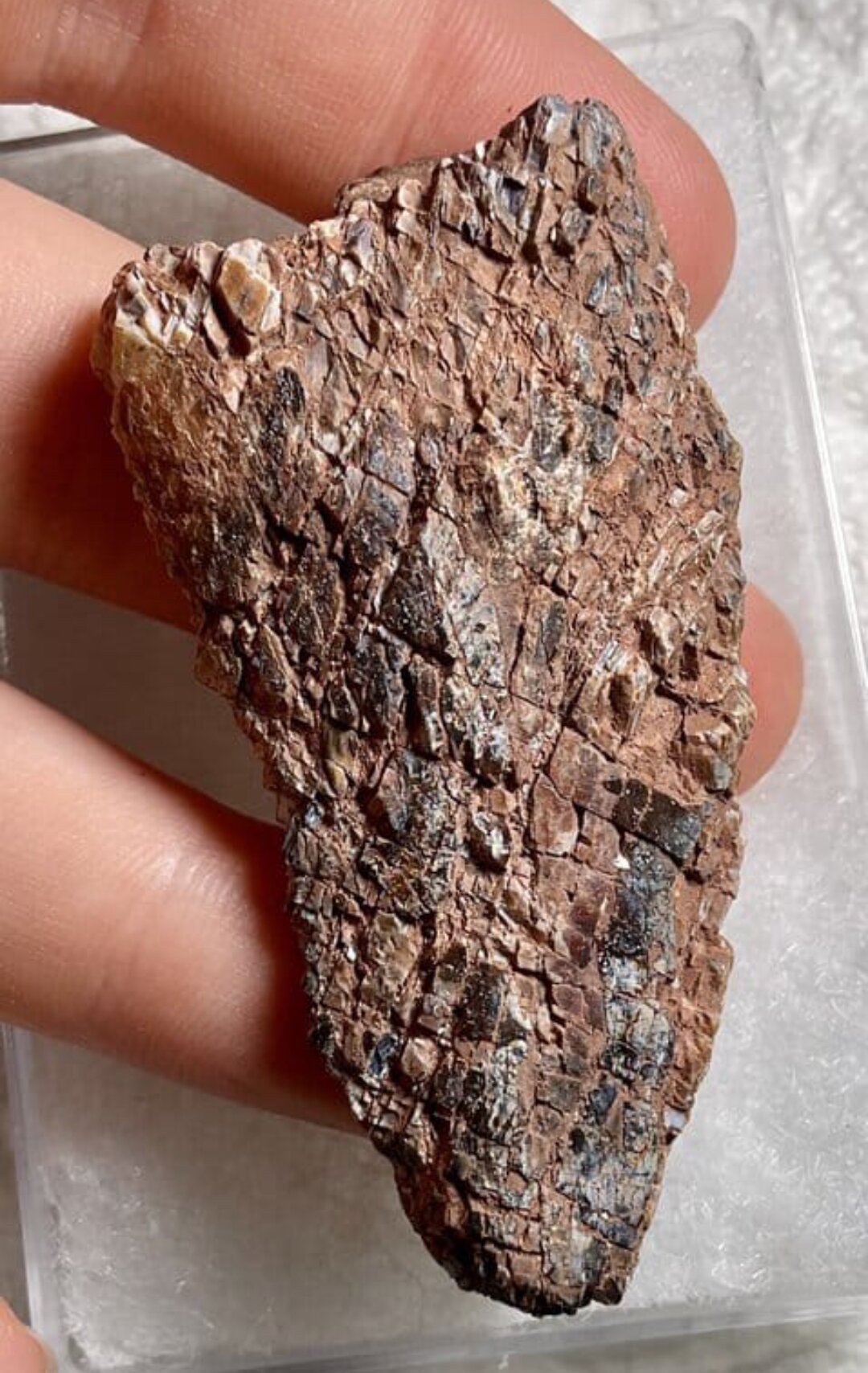 Show your dinosaur teeth from Laos ! - Member Collections - The Fossil ...