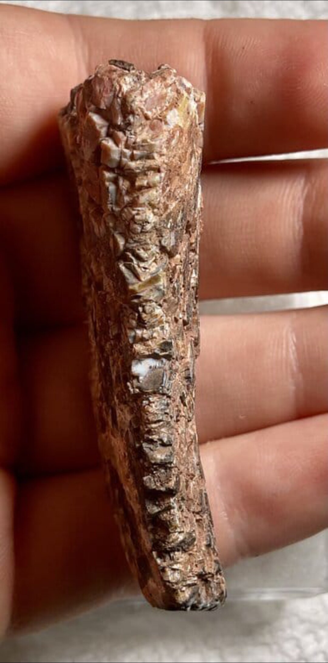Show your dinosaur teeth from Laos ! - Member Collections - The Fossil ...