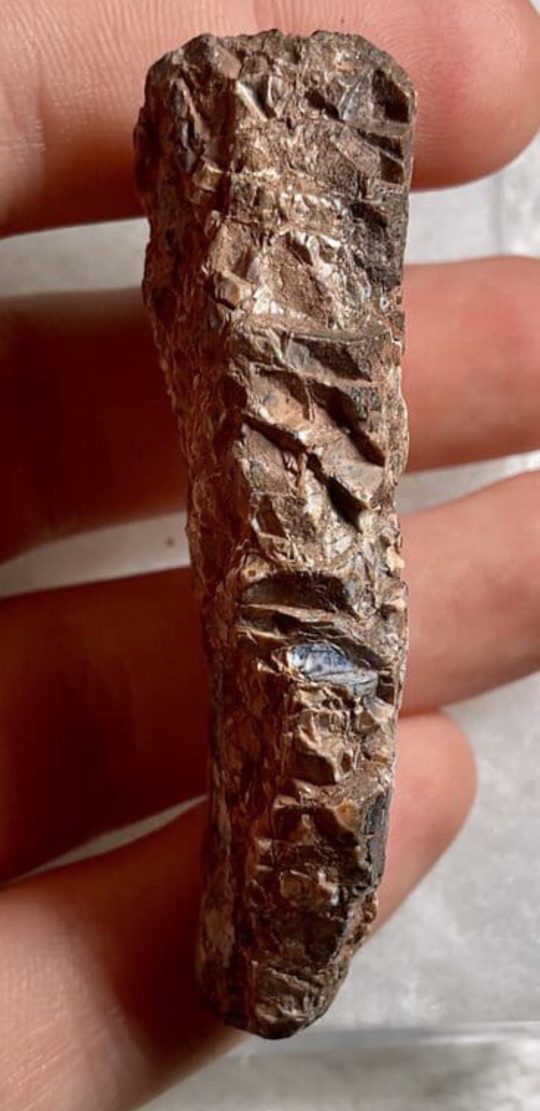Show your dinosaur teeth from Laos ! - Member Collections - The Fossil ...