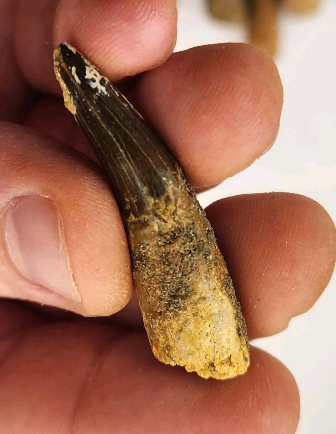 Kem kem polycotylid tooth ? - Fossil ID - The Fossil Forum