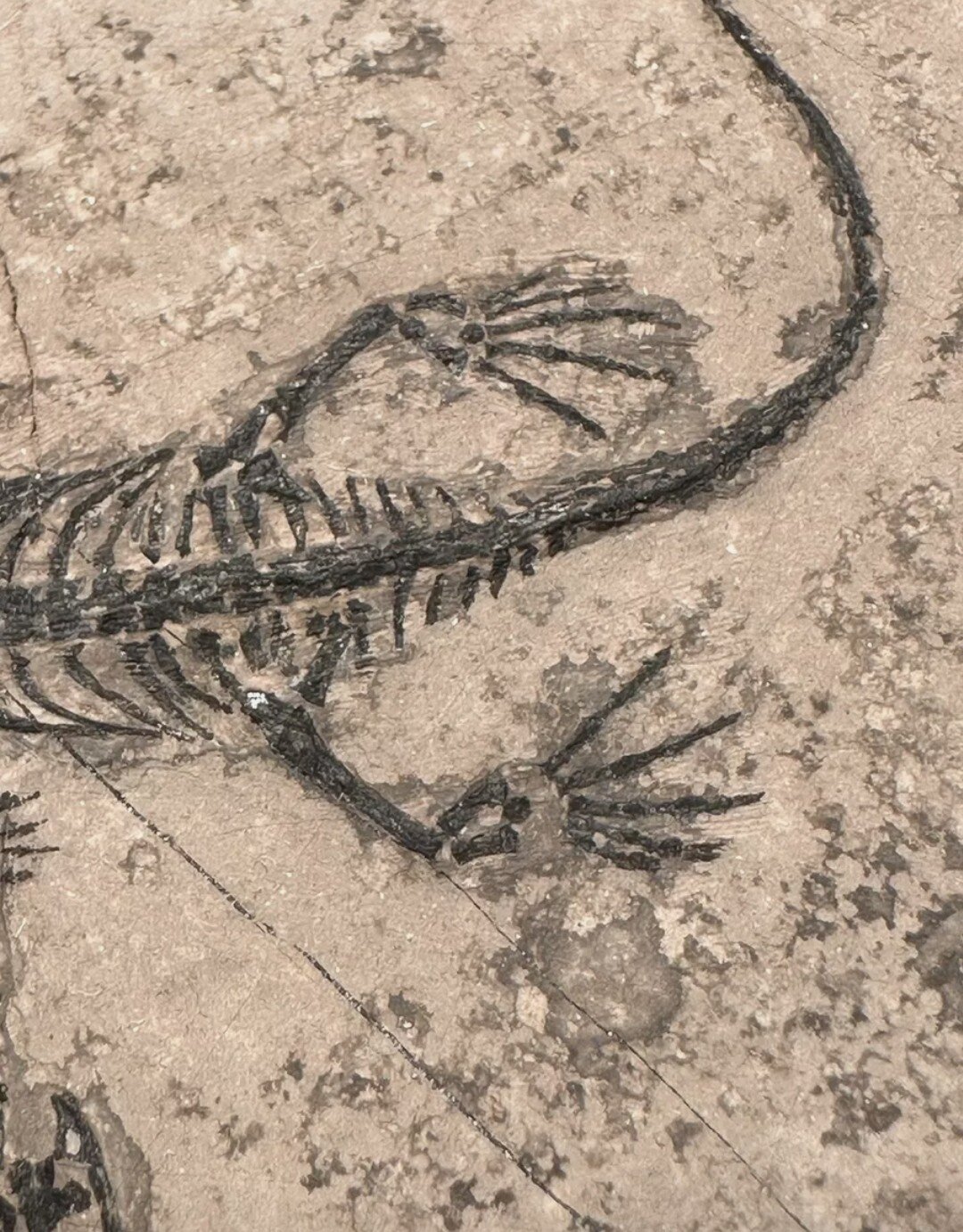 Weird keichousaurus - Is It Real? How to Recognize Fossil Fabrications ...