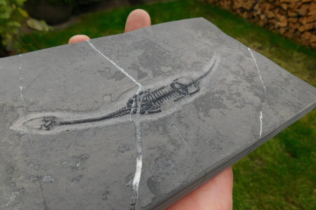 Next keichousaurus real!? - Is It Real? How to Recognize Fossil ...
