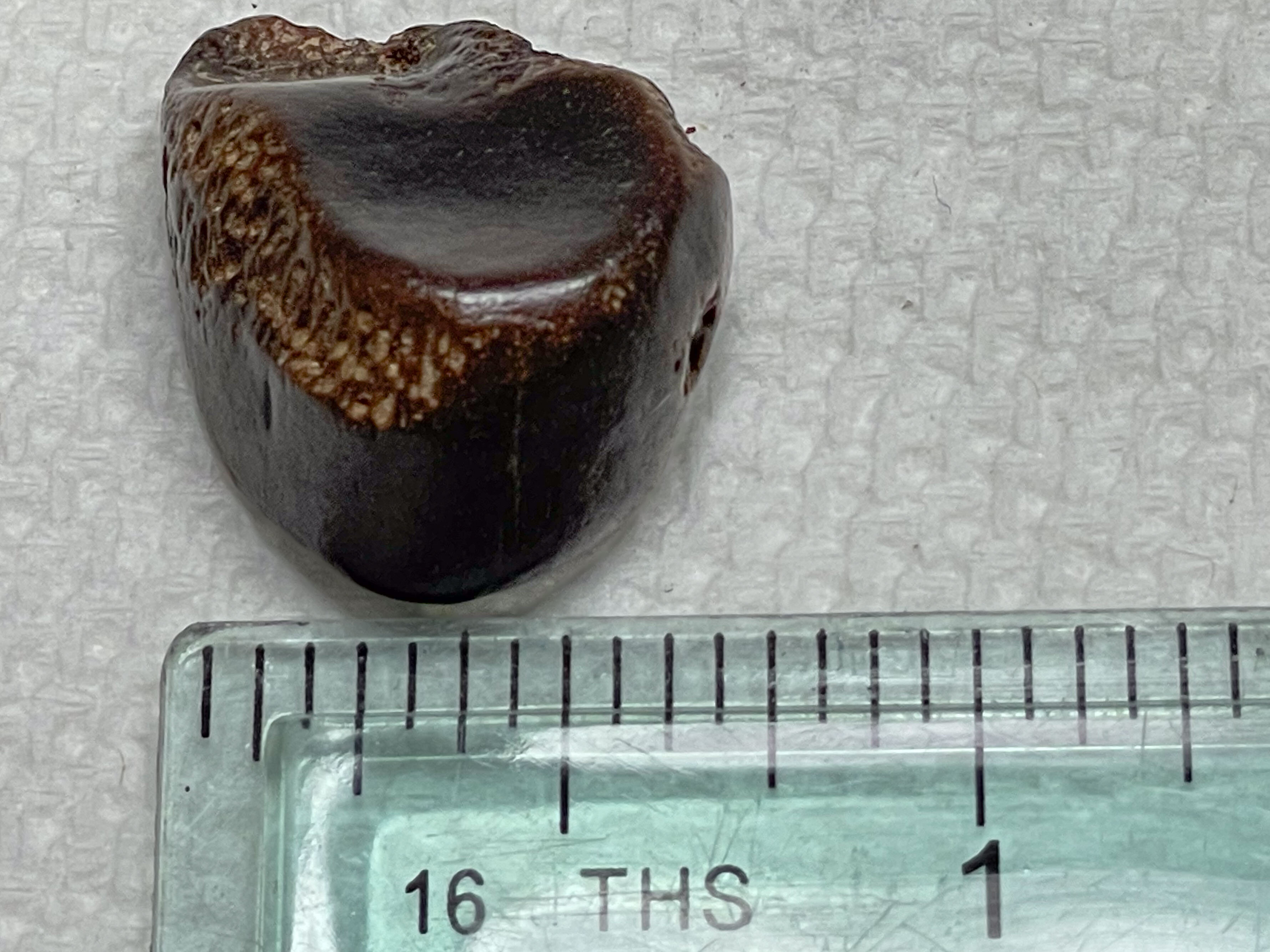 Fossil or Rock? - Fossil ID - The Fossil Forum
