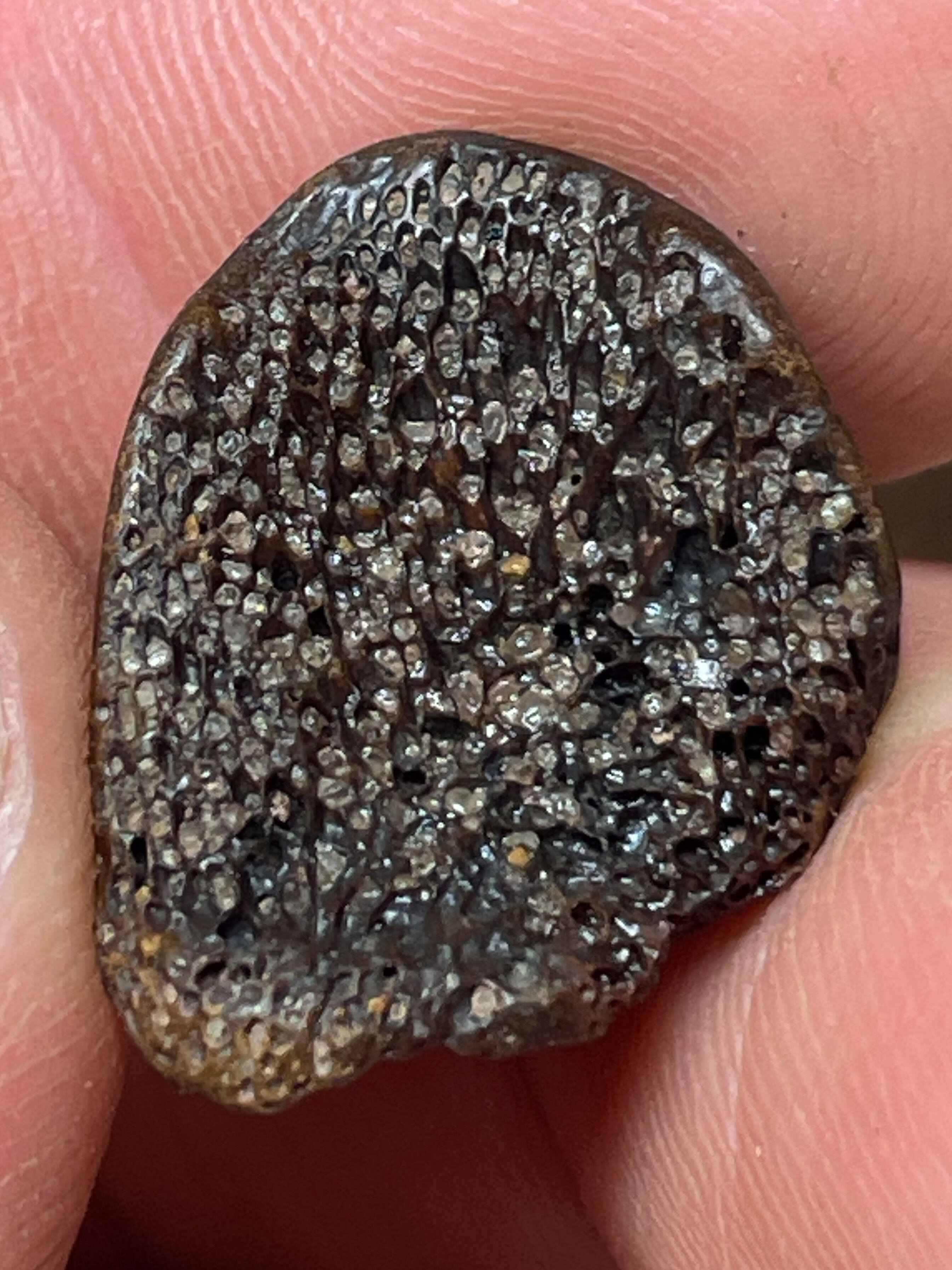Fossil or Rock? - Fossil ID - The Fossil Forum