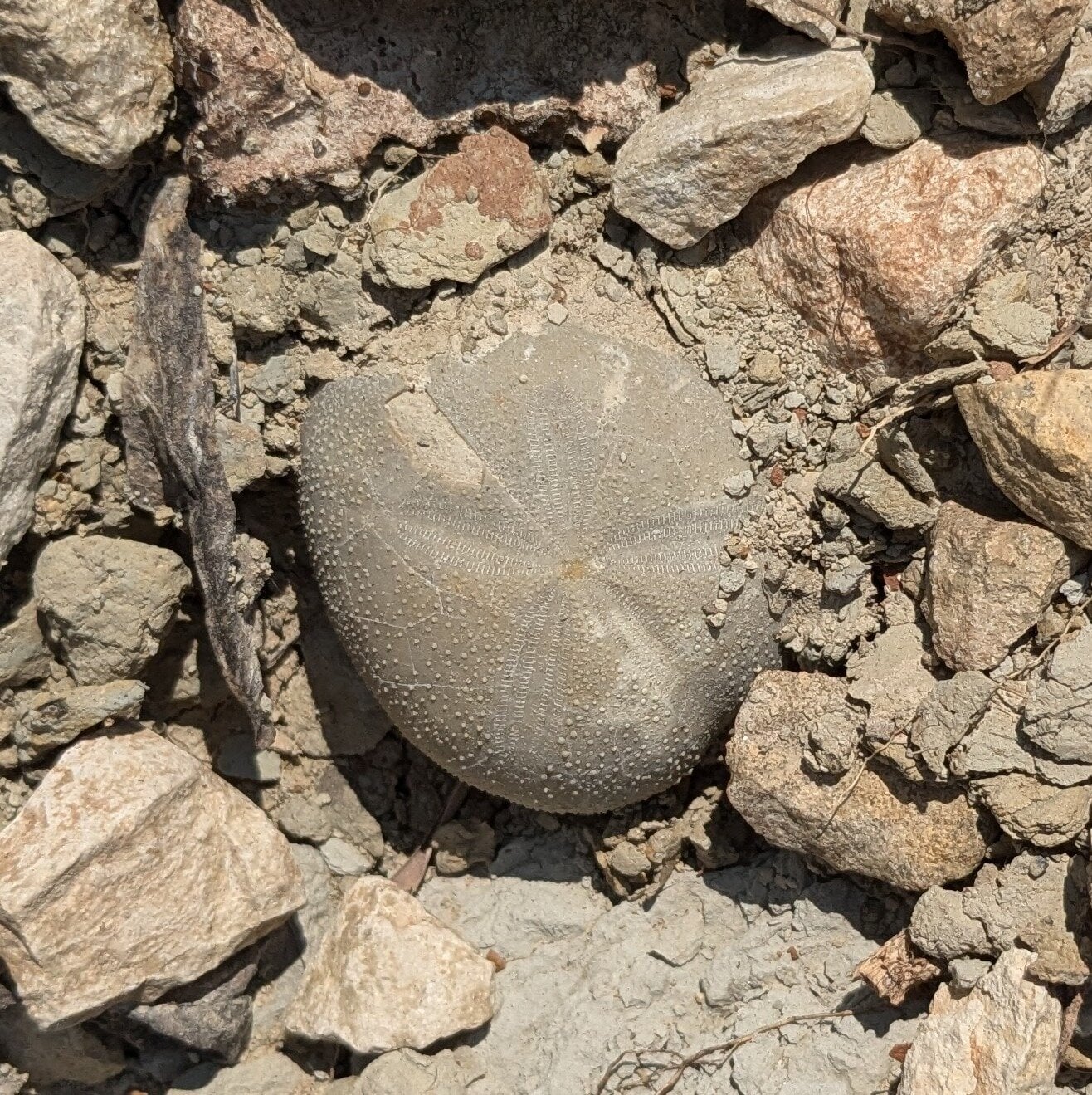 North Texas Jaunt - Ammonites, Echinoids and More! - Fossil Hunting ...