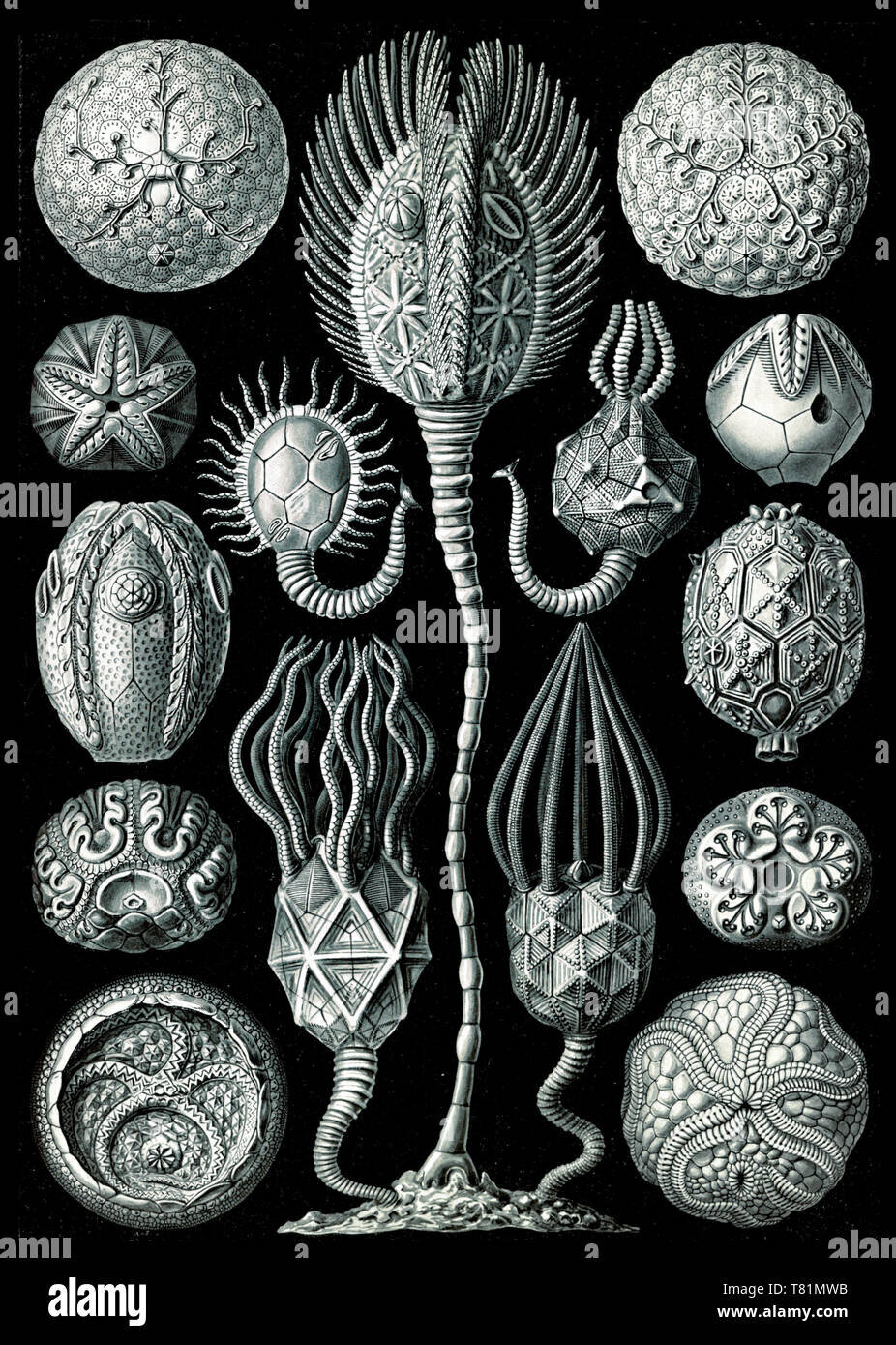 sea urchin imprint triangle pattern - Fossil ID - The Fossil Forum
