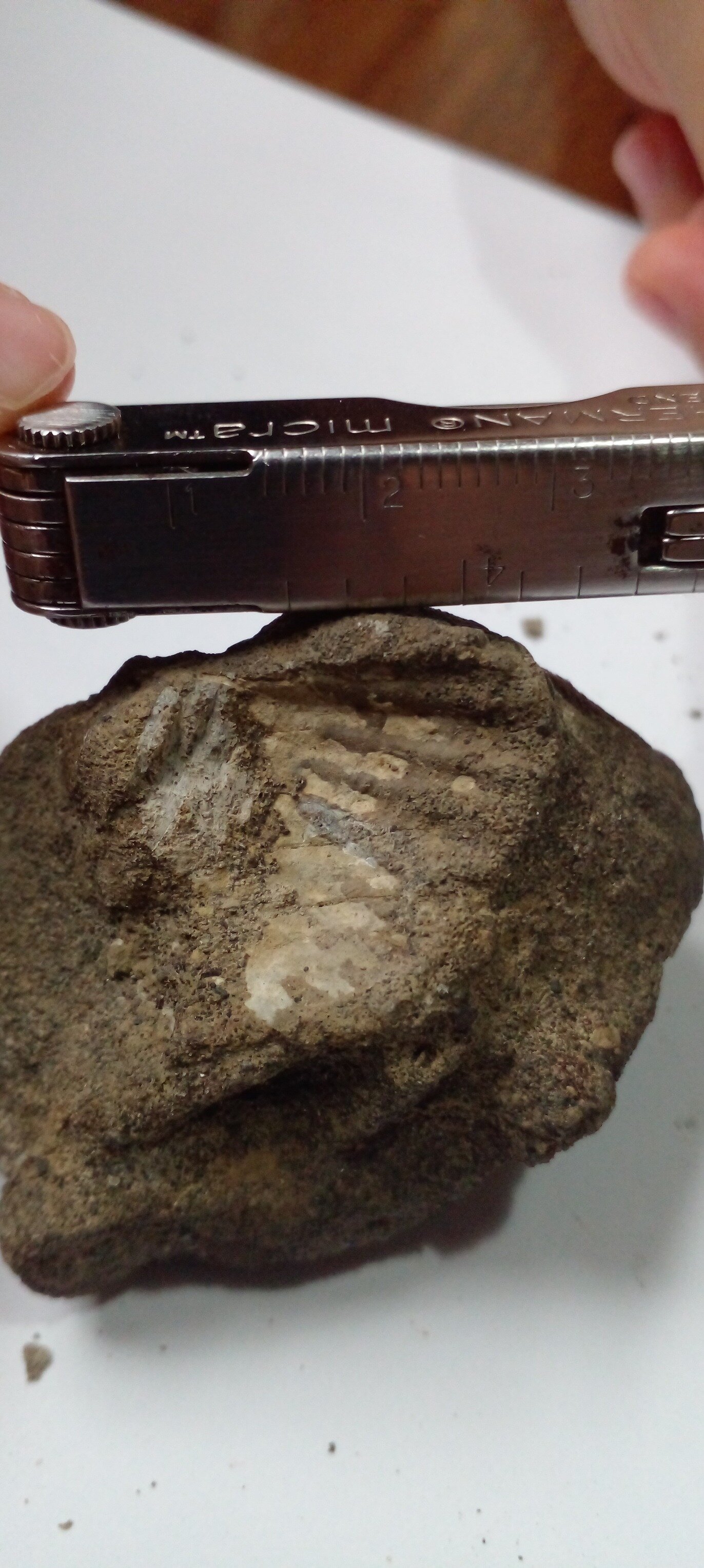Broken shell specimen found at Playa Esterillo Oeste, Costa rica ...
