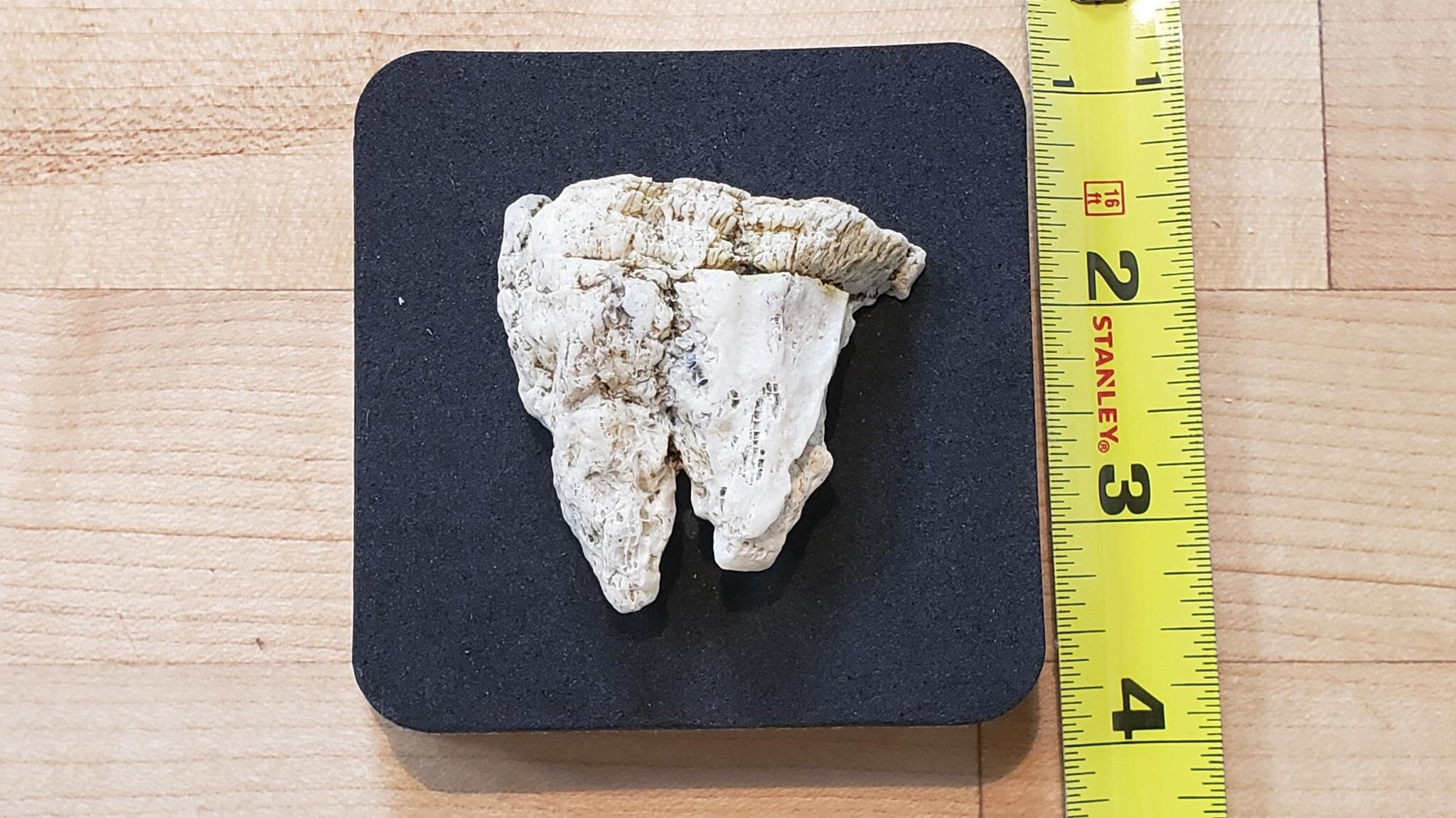 Tooth...? - Fossil ID - The Fossil Forum
