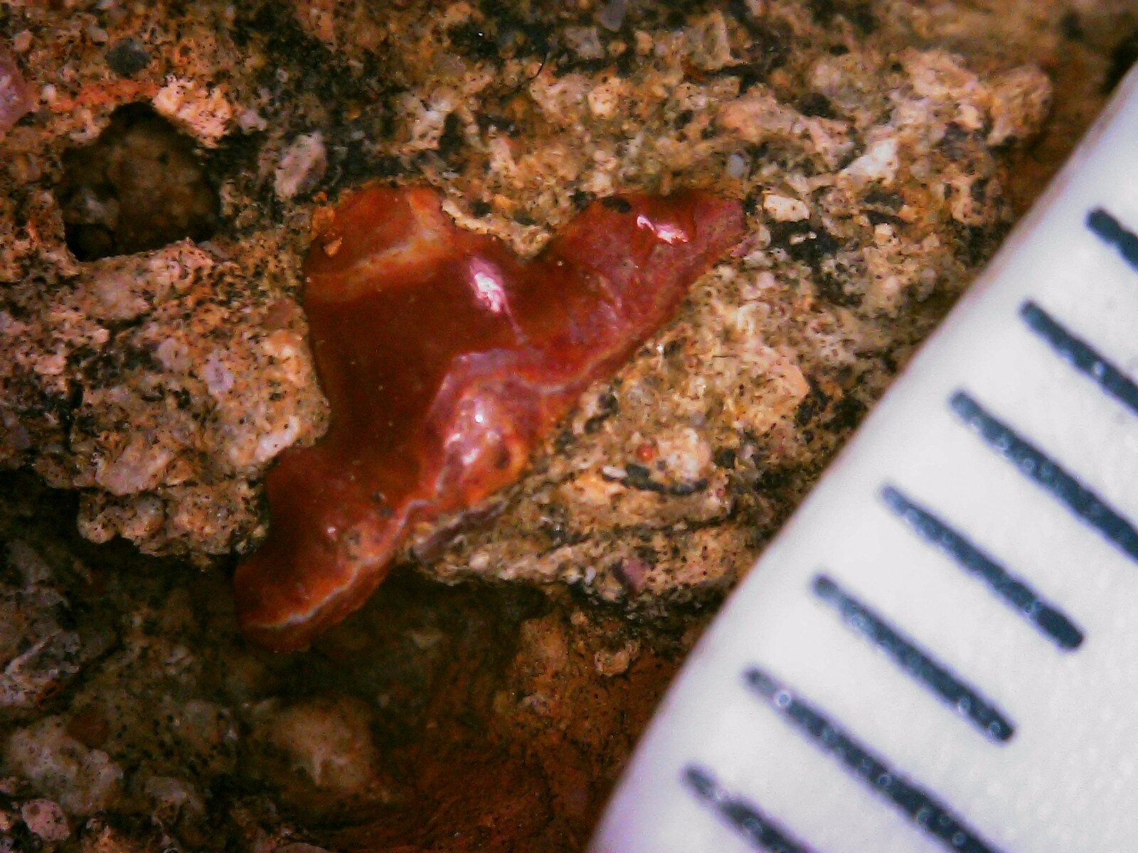 Very small and Odd Pennsylvanian Crushing Tooth (Missouri) - Fossil ID ...