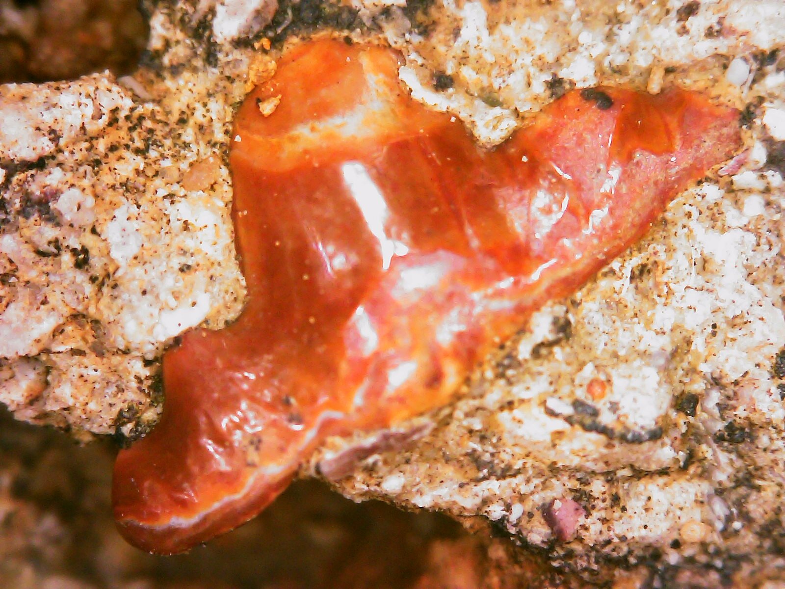 Very small and Odd Pennsylvanian Crushing Tooth (Missouri) - Fossil ID ...