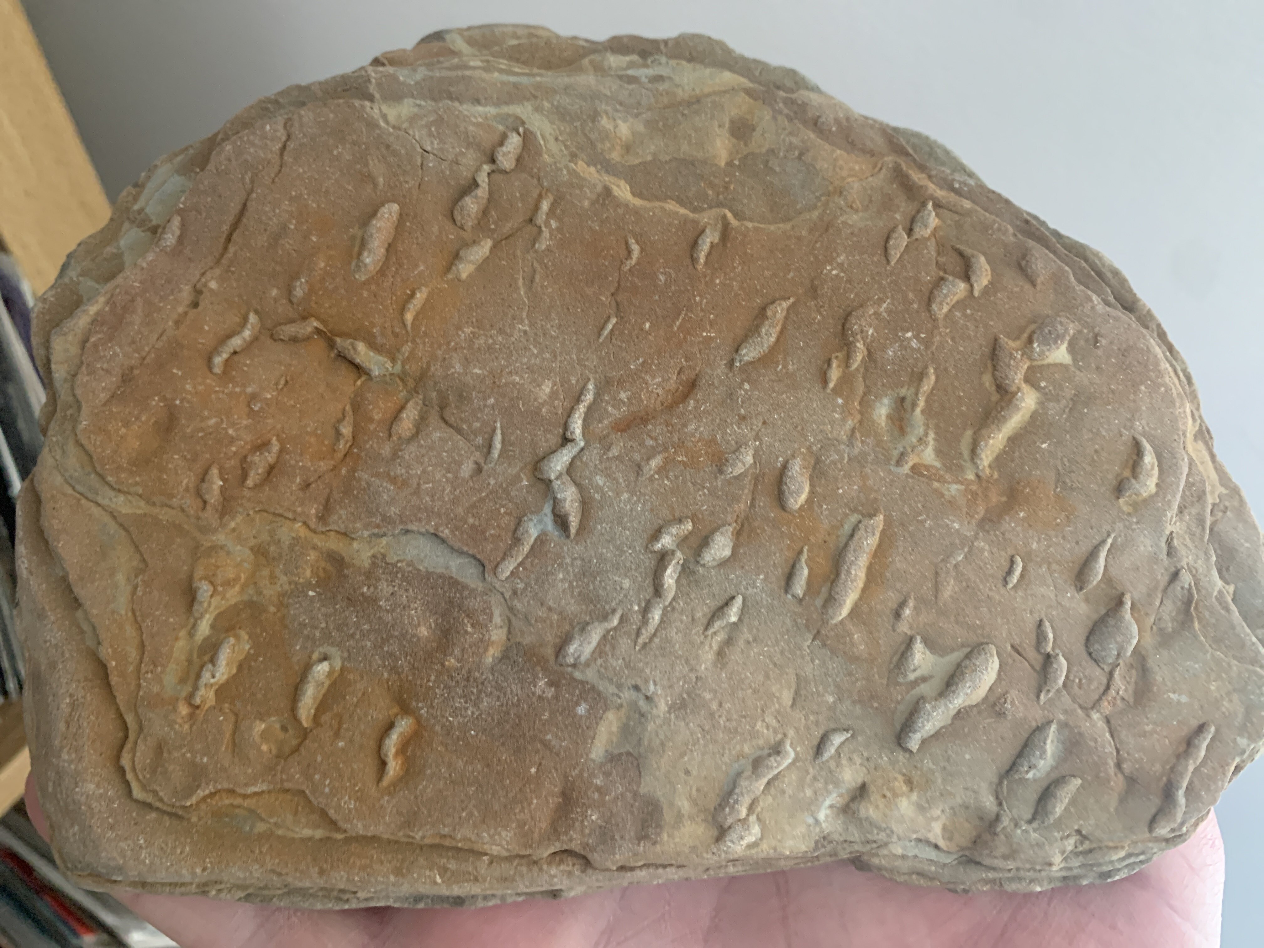 Found On A Beach In Caithness - Fossil ID - The Fossil Forum
