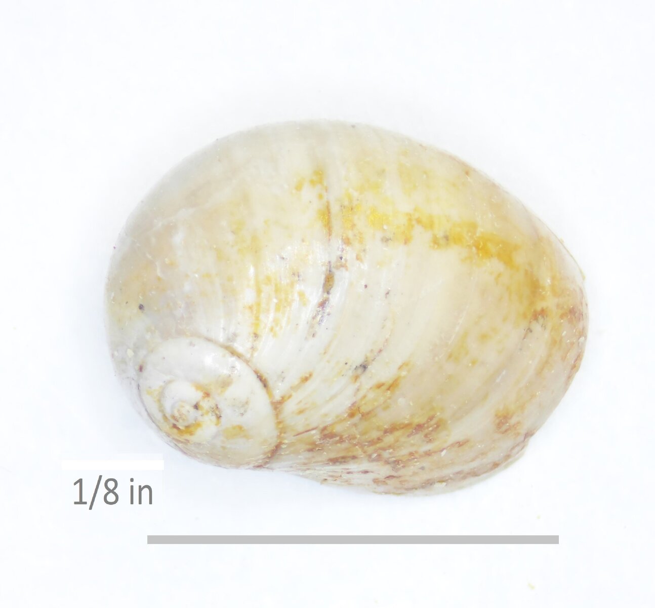 Gastropod Polinices aratus Eocene Texas - Member Collections - The ...