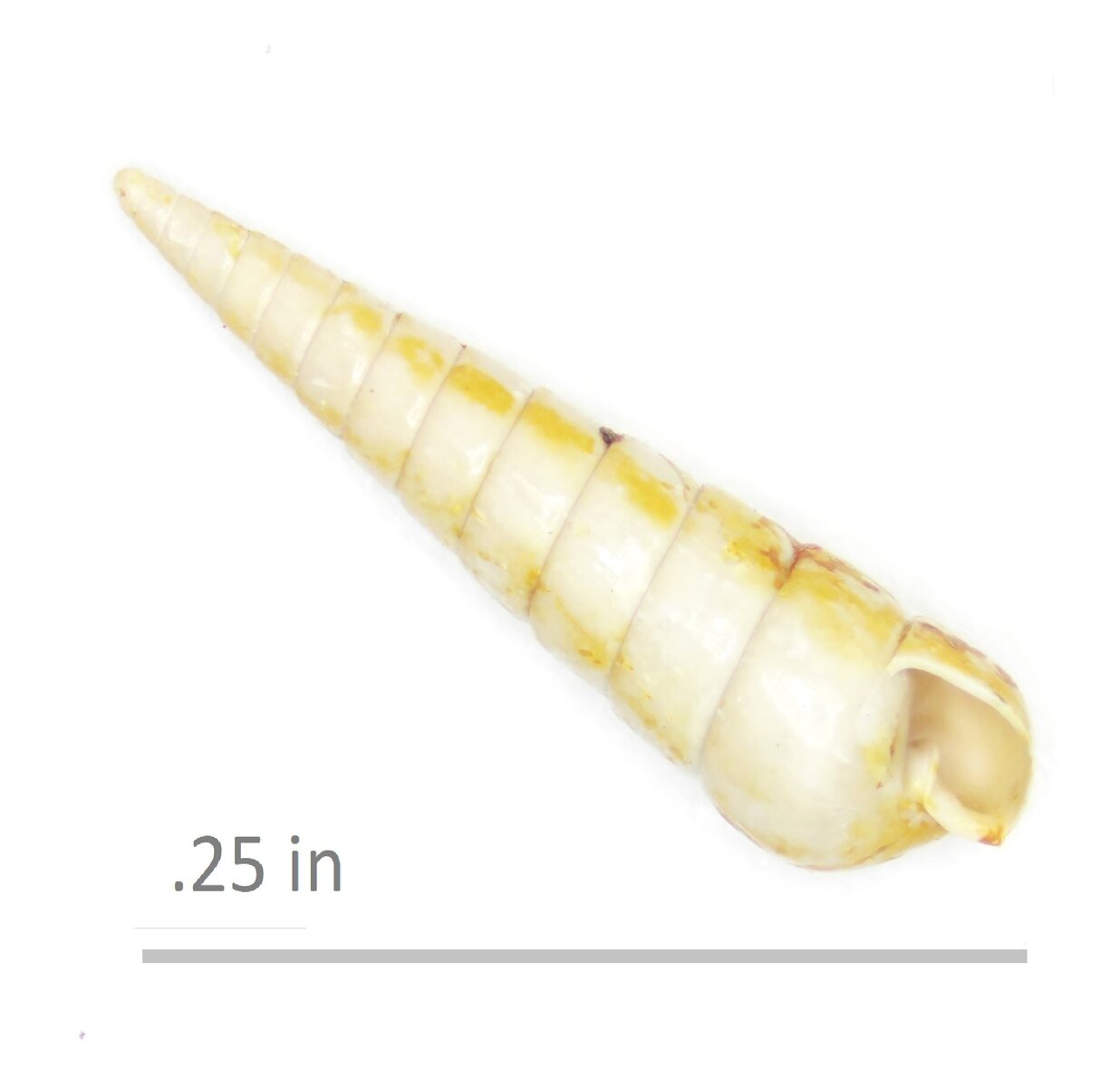 Gastropod Terebra texana Eocene Texas - Member Collections - The Fossil ...