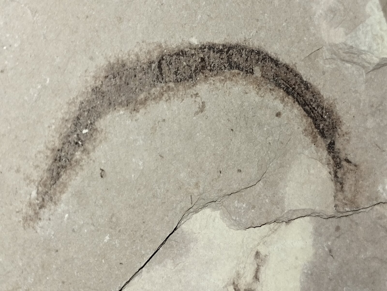 Coprolite - Member Collections - The Fossil Forum