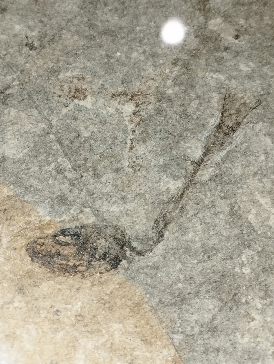 Clupea - Member Collections - The Fossil Forum